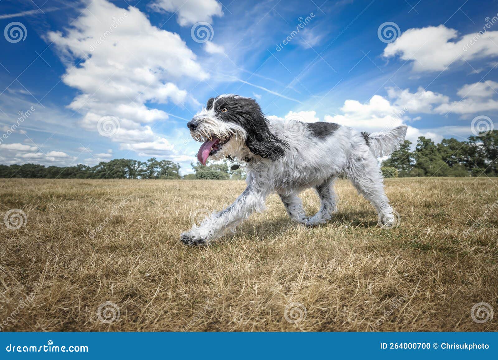Black and White Cockapoo Walking in a Field with Her Tongue Out Stock ...