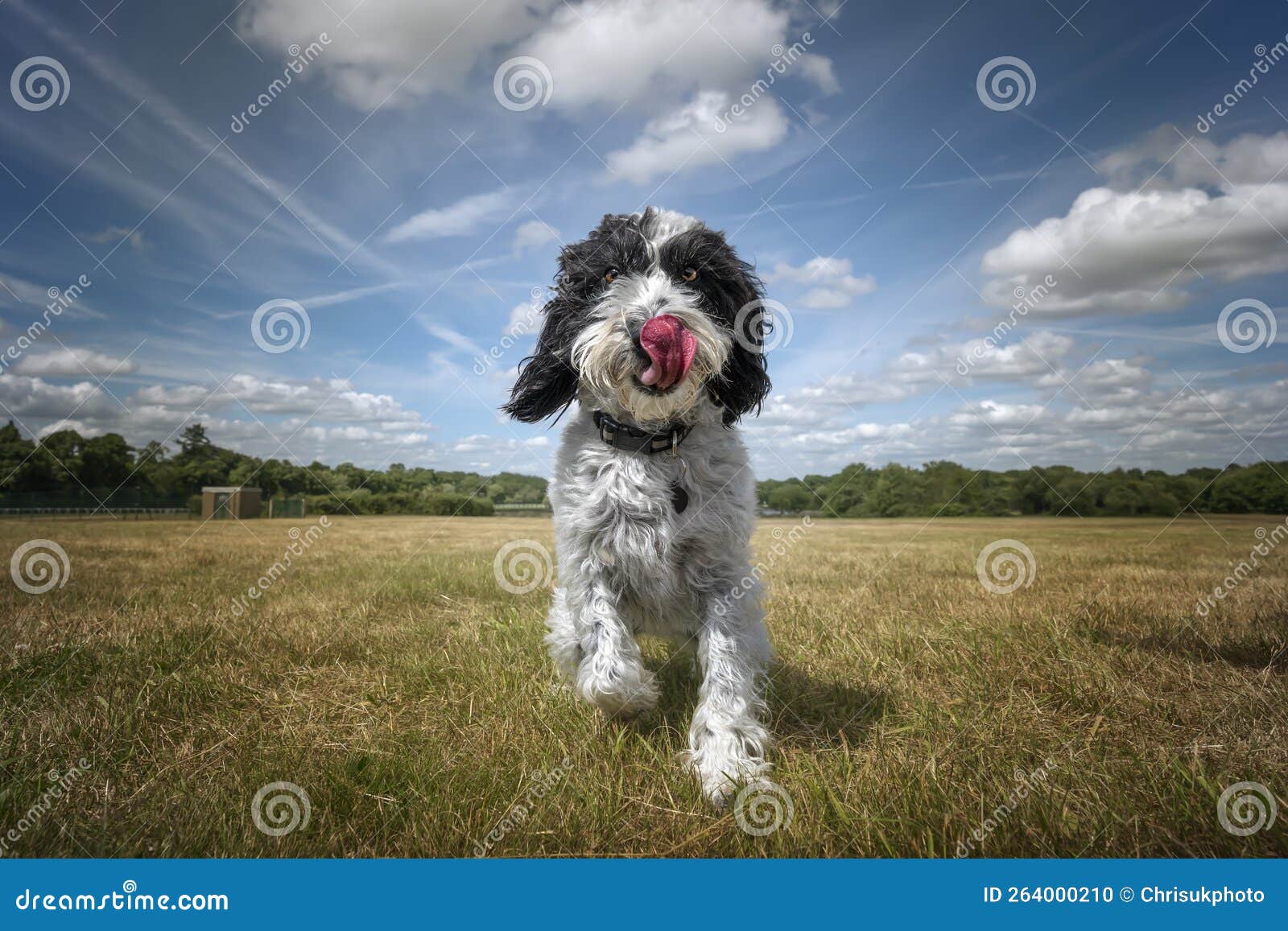 Black and White Cockapoo Walking Towards the Camera in a Field Stock ...