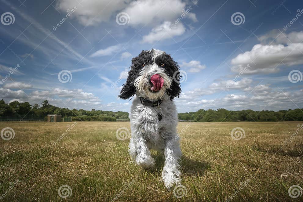 Black and White Cockapoo Walking Towards the Camera in a Field Stock ...