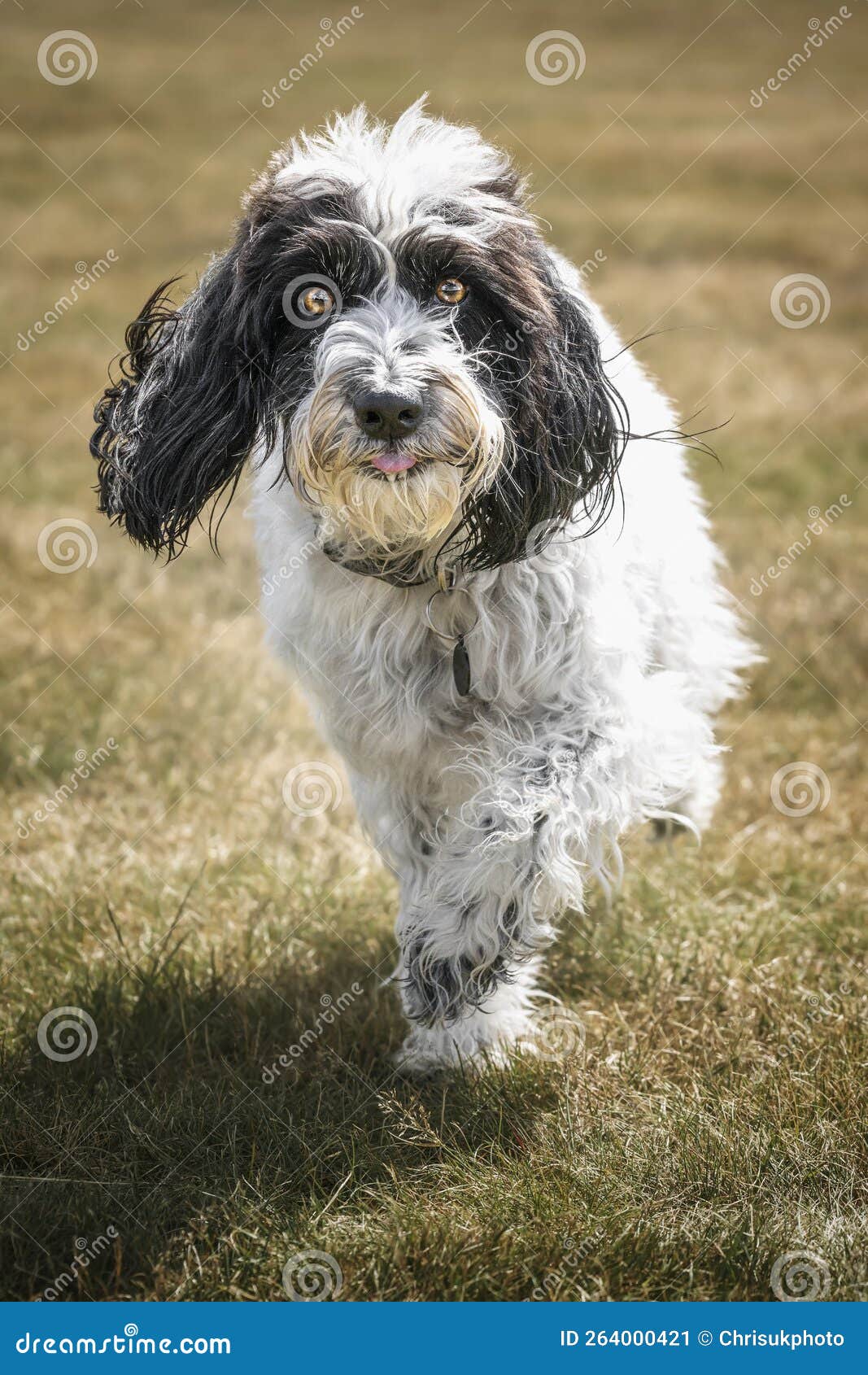 Black and White Cockapoo Walking Towards the Camera in a Field Stock ...