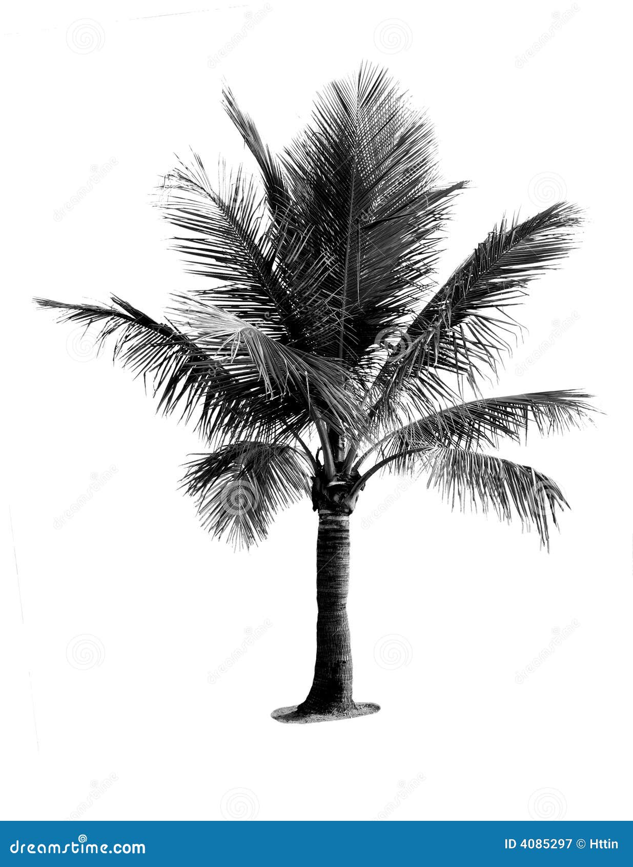 9,535 Black Coconut Tree Stock Photos - Free & Royalty-Free Stock ...