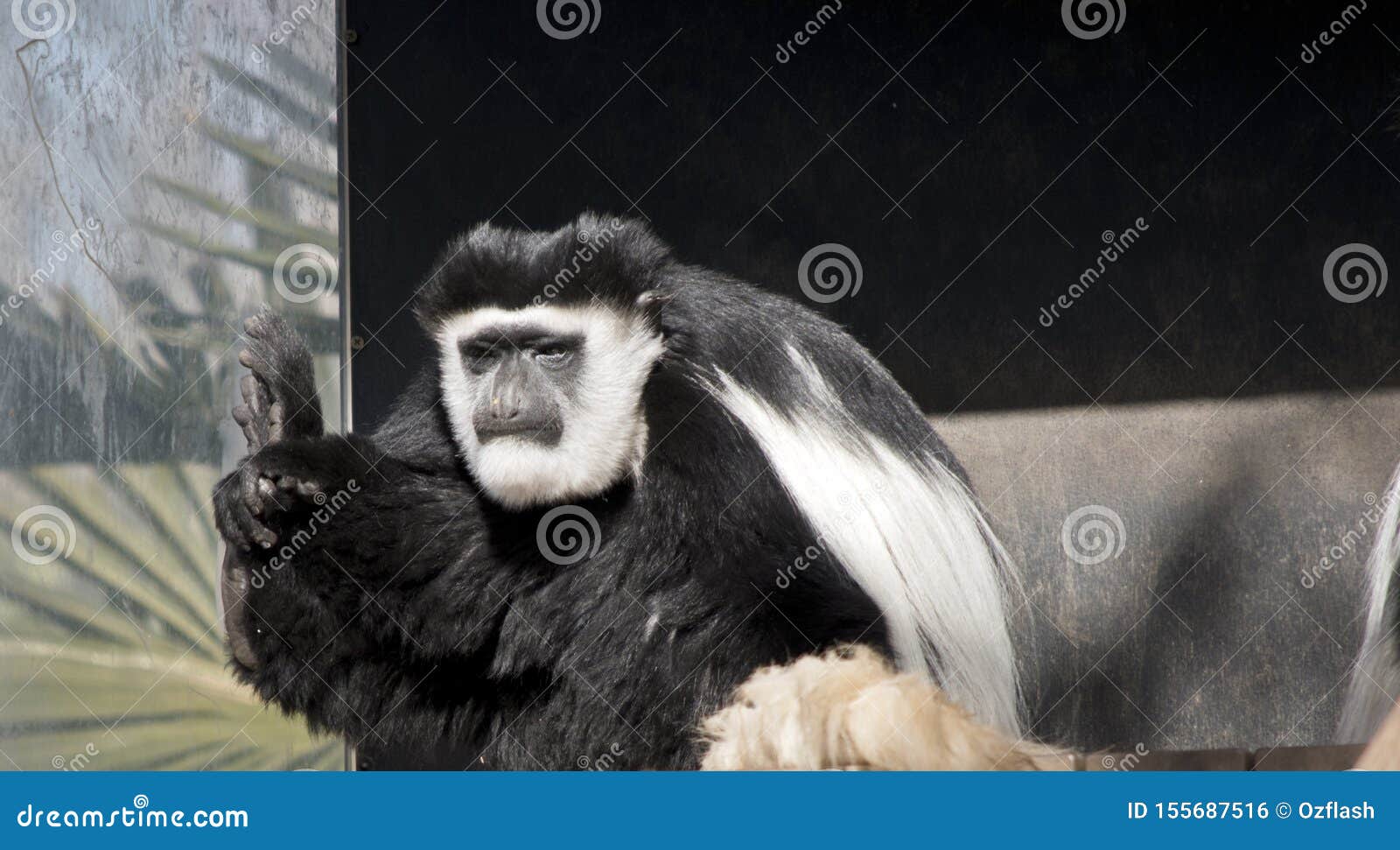 Sad Face Of Colobus Monkey Royalty-Free Stock Image | CartoonDealer.com ...