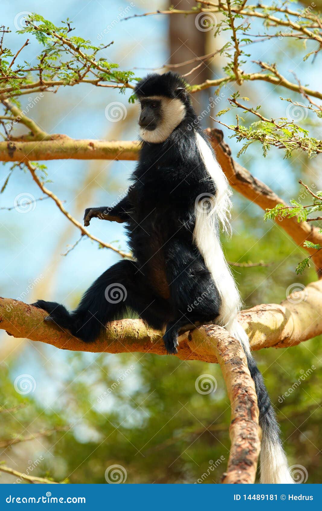 Black-and-white Colobus Monkey Stock Image - Image of colobus, monkey ... Black-and-white Colobus Monkey Stock Image - Image of colobus, monkey ...