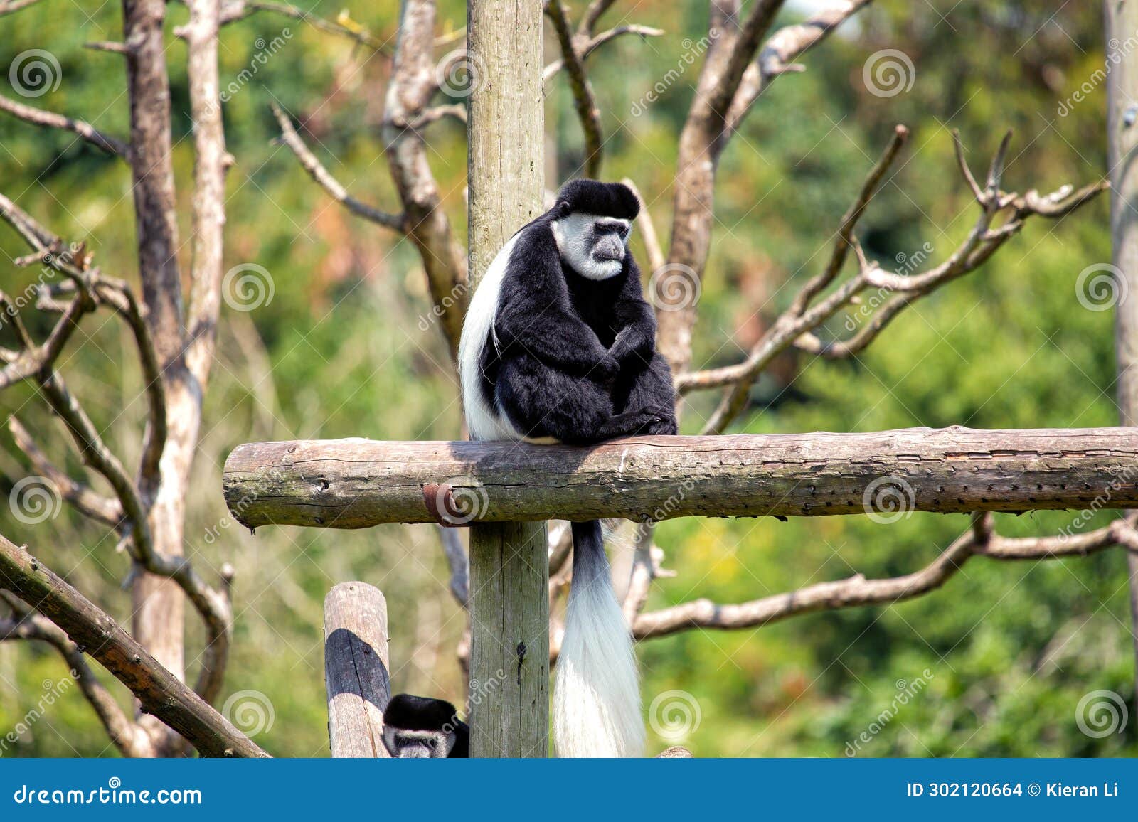 Black and White Colobus Monkey (Colobus Spp Stock Photo - Image of ...