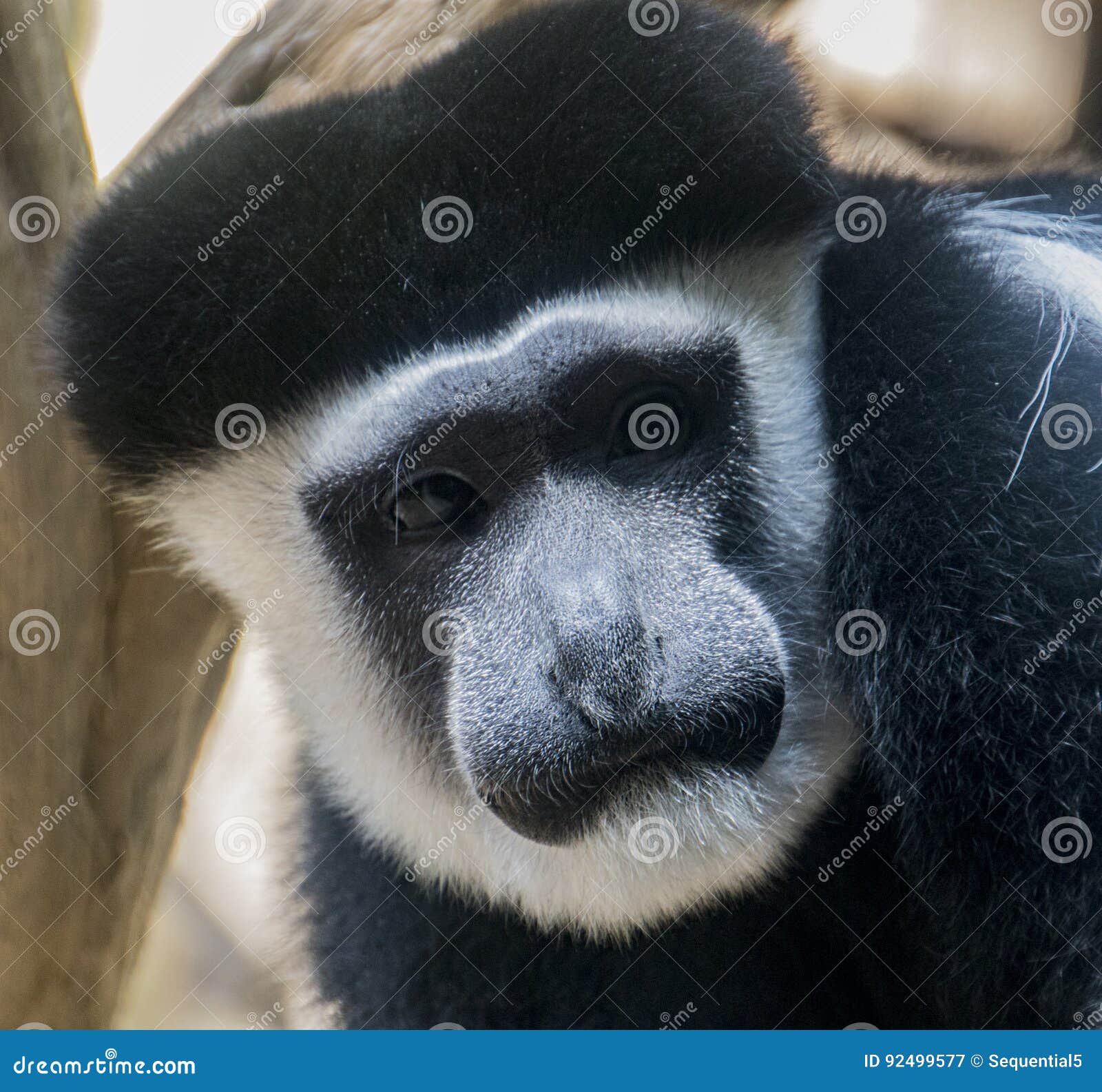 Black and White Colobus Monkey Stock Image - Image of eyes, natural ... Black and White Colobus Monkey Stock Image - Image of eyes, natural ...