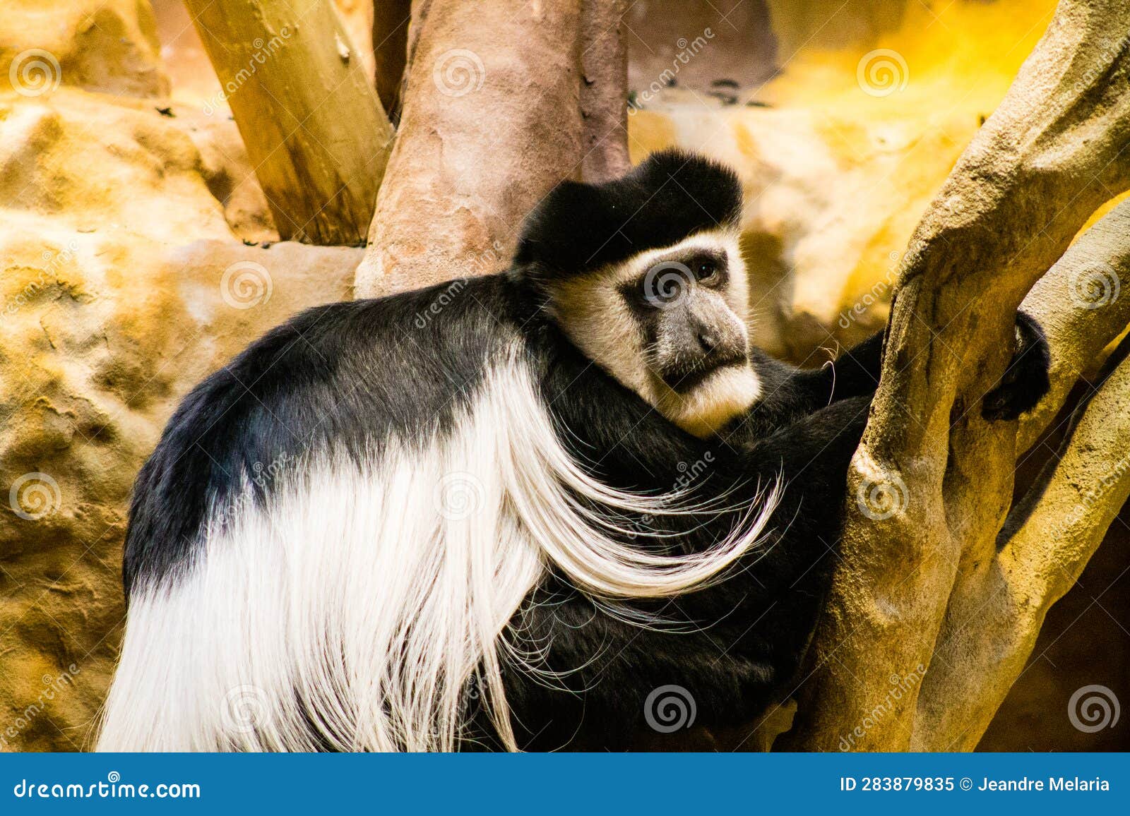 Black-and-white Colobus Monkey in the Zoo Stock Image - Image of ...