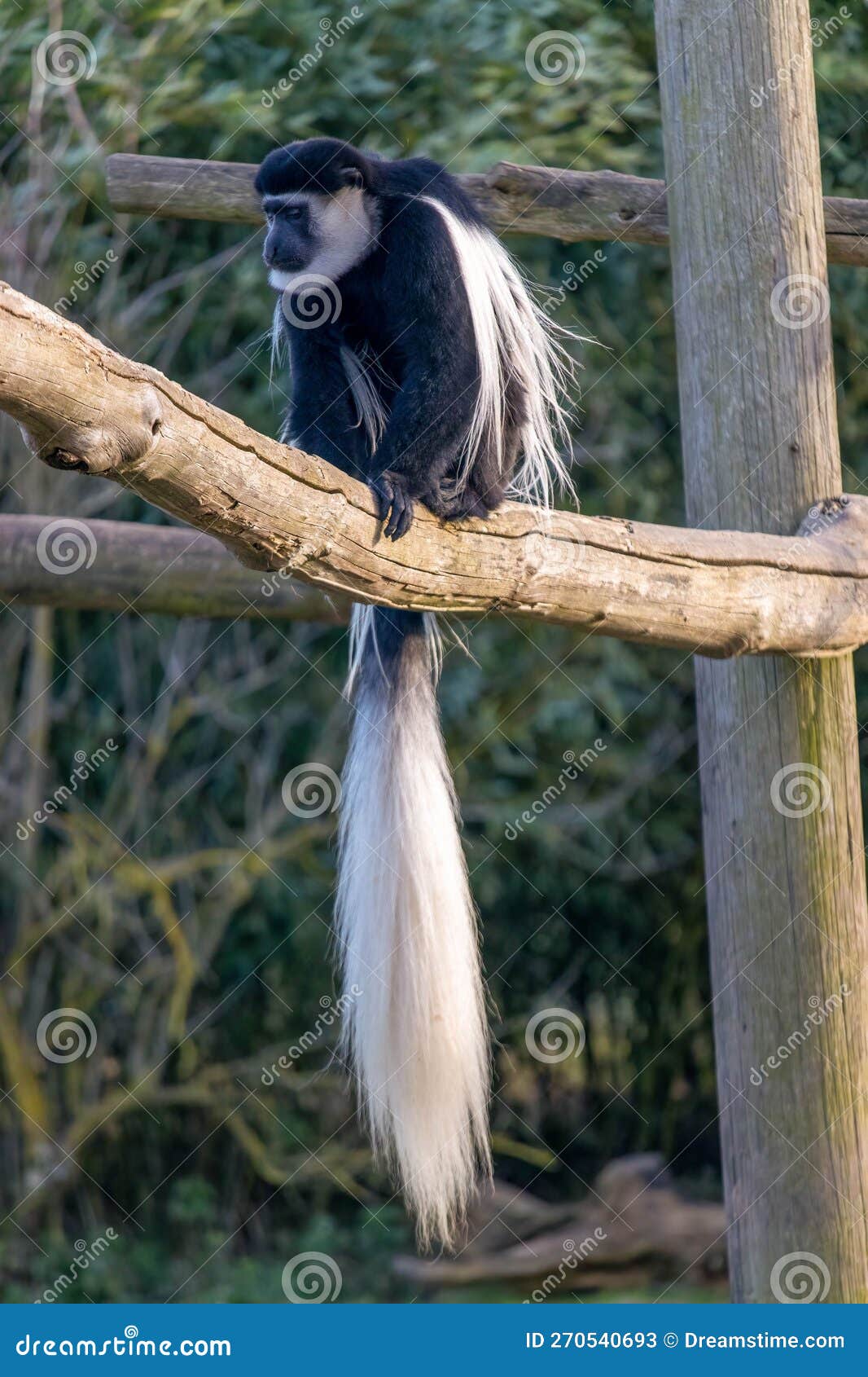 Black and White Colobus Monkeys at Howletts Zoo Stock Image - Image of ... Black and White Colobus Monkeys at Howletts Zoo Stock Image - Image of ...