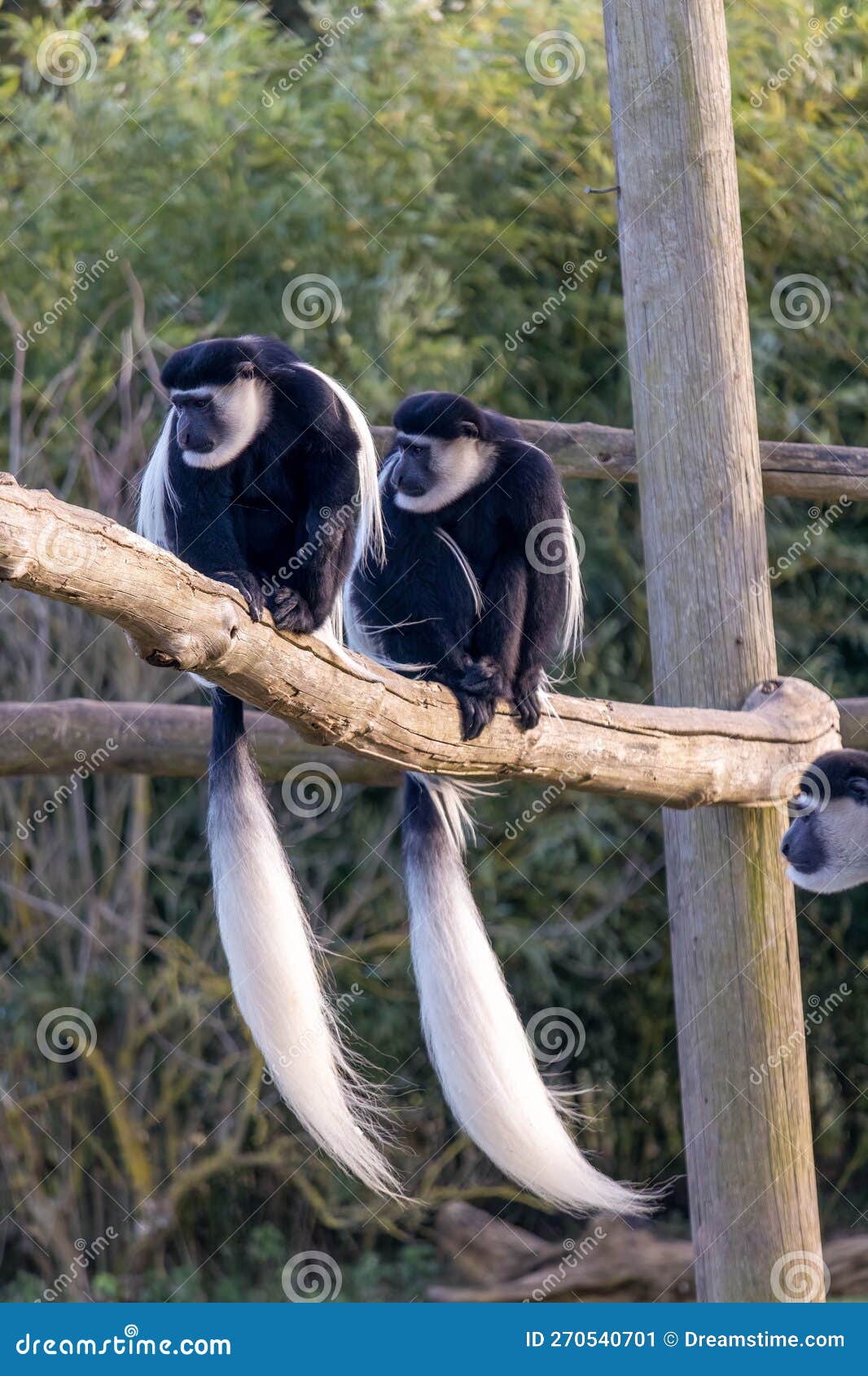 Black and White Colobus Monkeys at Howletts Zoo Stock Image - Image of ... Black and White Colobus Monkeys at Howletts Zoo Stock Image - Image of ...