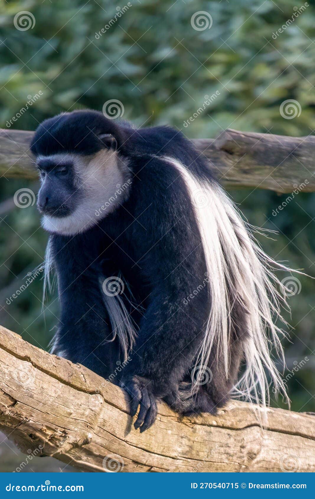 Black and White Colobus Monkeys at Howletts Zoo Stock Image - Image of ... Black and White Colobus Monkeys at Howletts Zoo Stock Image - Image of ...