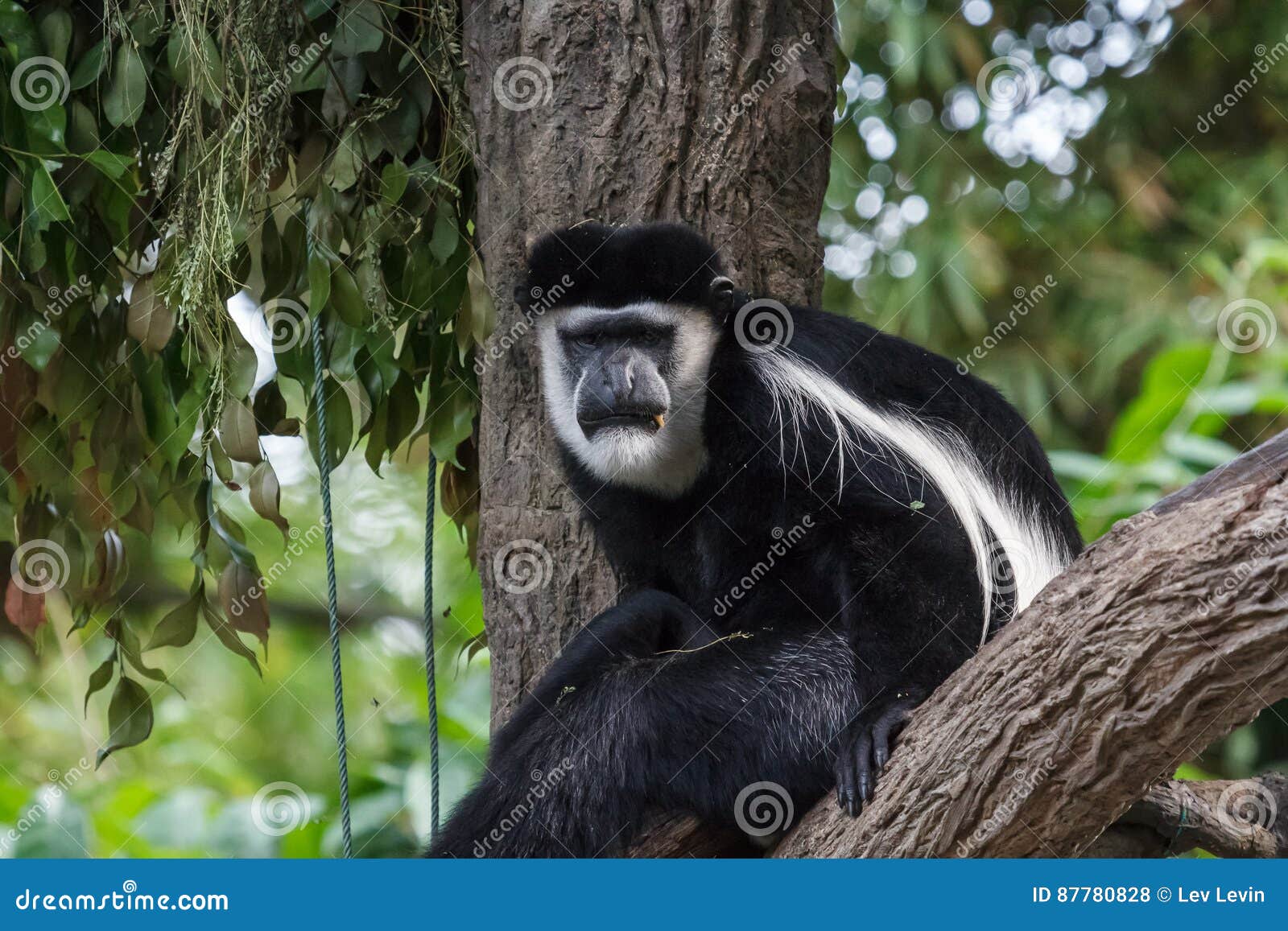 Black-and-white colobus stock photo. Image of conservation - 87780828