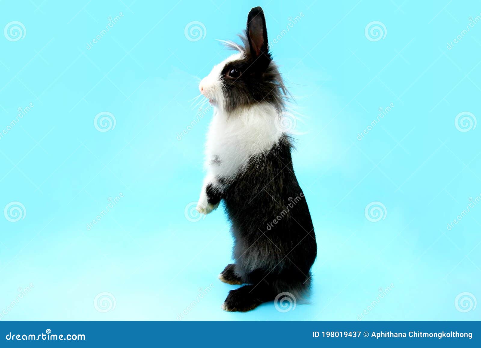 Black and White Color Bunny Rabbbit Standing , Isolate on Blue ...
