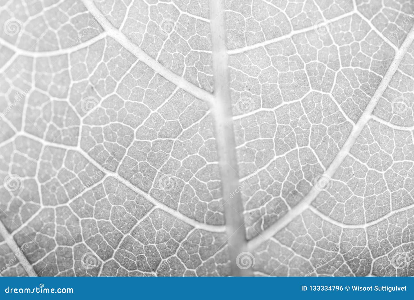 Gray Leaf Texture Black and White Color of Leaf Texture Background ...