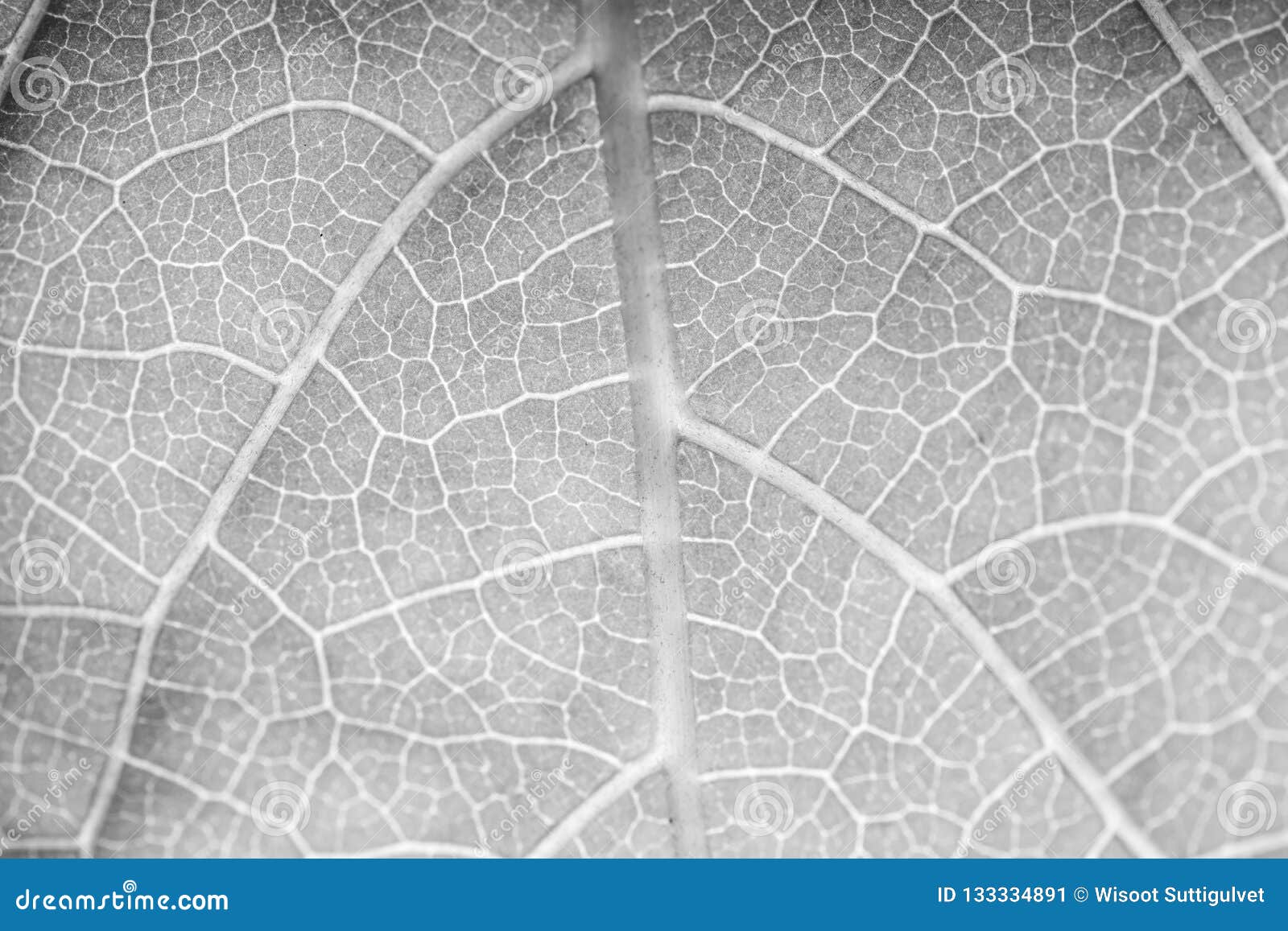 Gray Leaf Texture Black and White Color of Leaf Texture Background ...