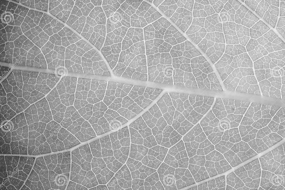 Gray Leaf Texture Black and White Color of Leaf Texture Background ...
