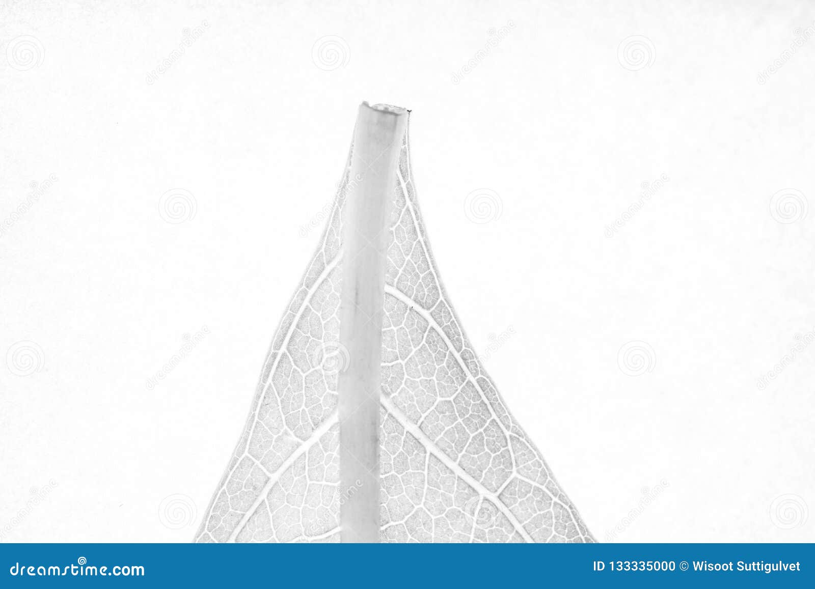 Gray Leaf Texture Black and White Color of Leaf Texture Background ...