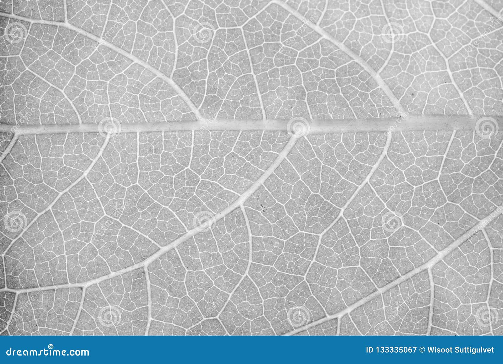 Gray Leaf Texture Black and White Color of Leaf Texture Background ...