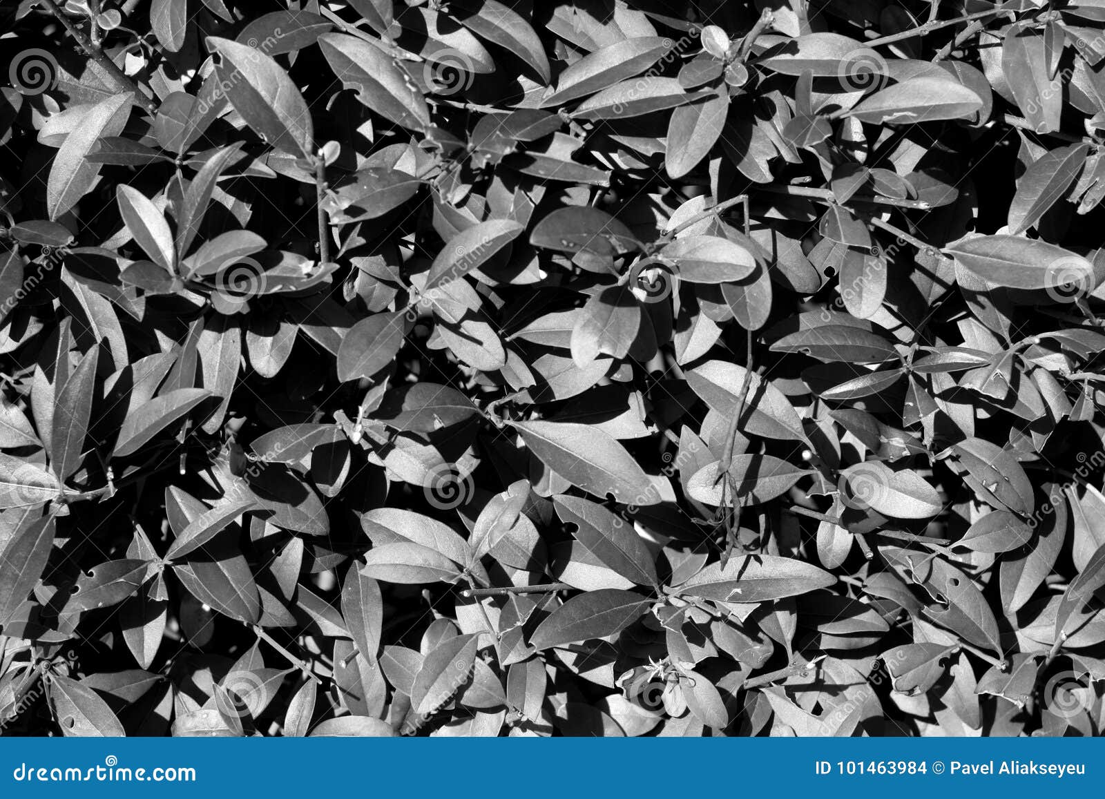 Black and White Color Natural Bush Pattern. Stock Photo - Image of ...