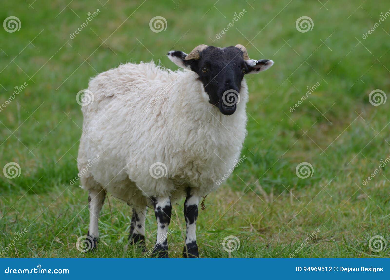 Black and White Colored Sheep in a Field Stock Photo - Image of easter ...