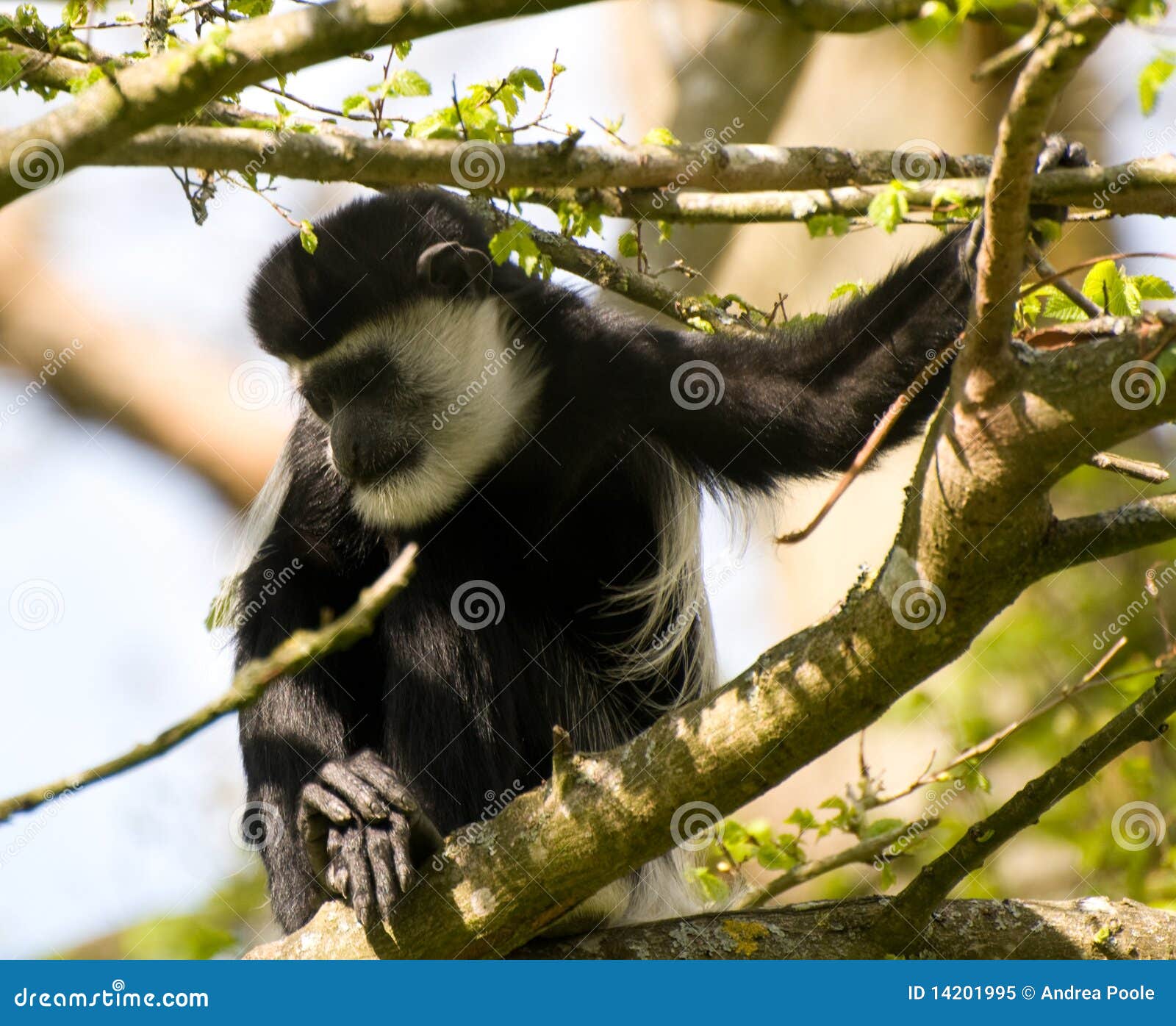 Black & White Colubus Monkey Stock Image - Image of park, england: 14201995