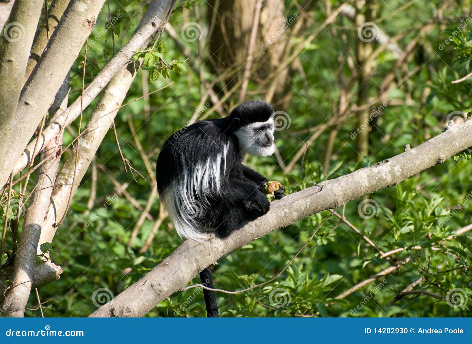 Black & White Colubus Monkey Stock Photo - Image of black, lympne: 14202930