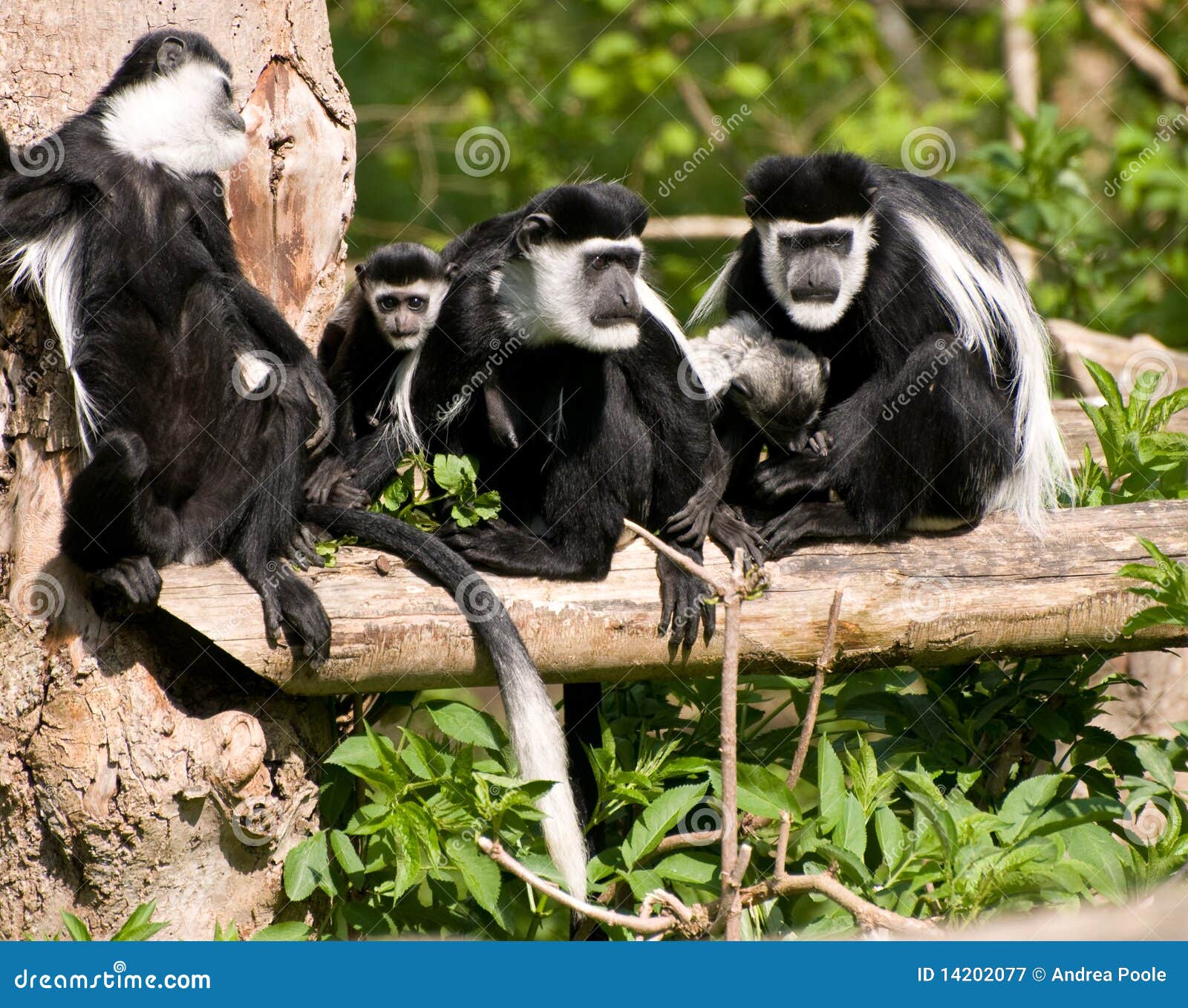 Black & White Colubus Monkey Family Stock Image - Image of wildlife ...