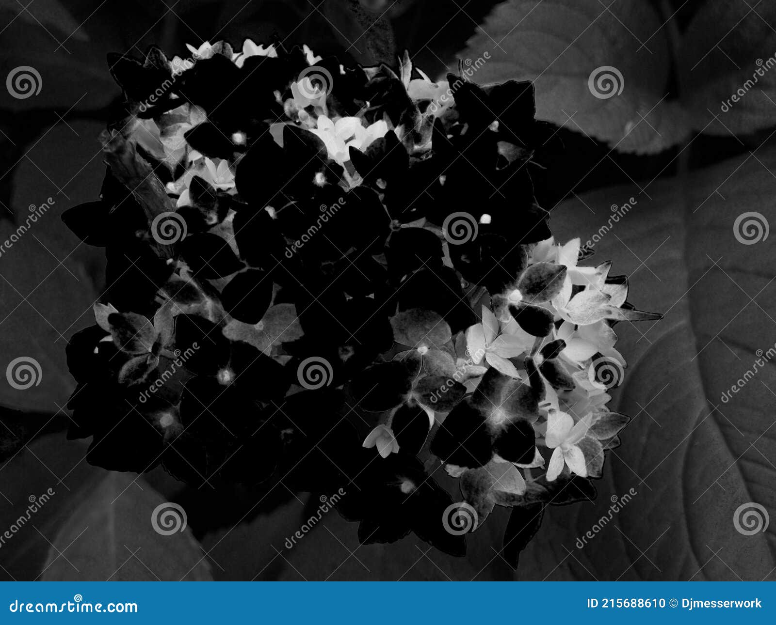 Black and White Composite Flower Head Stock Photo - Image of summer ...