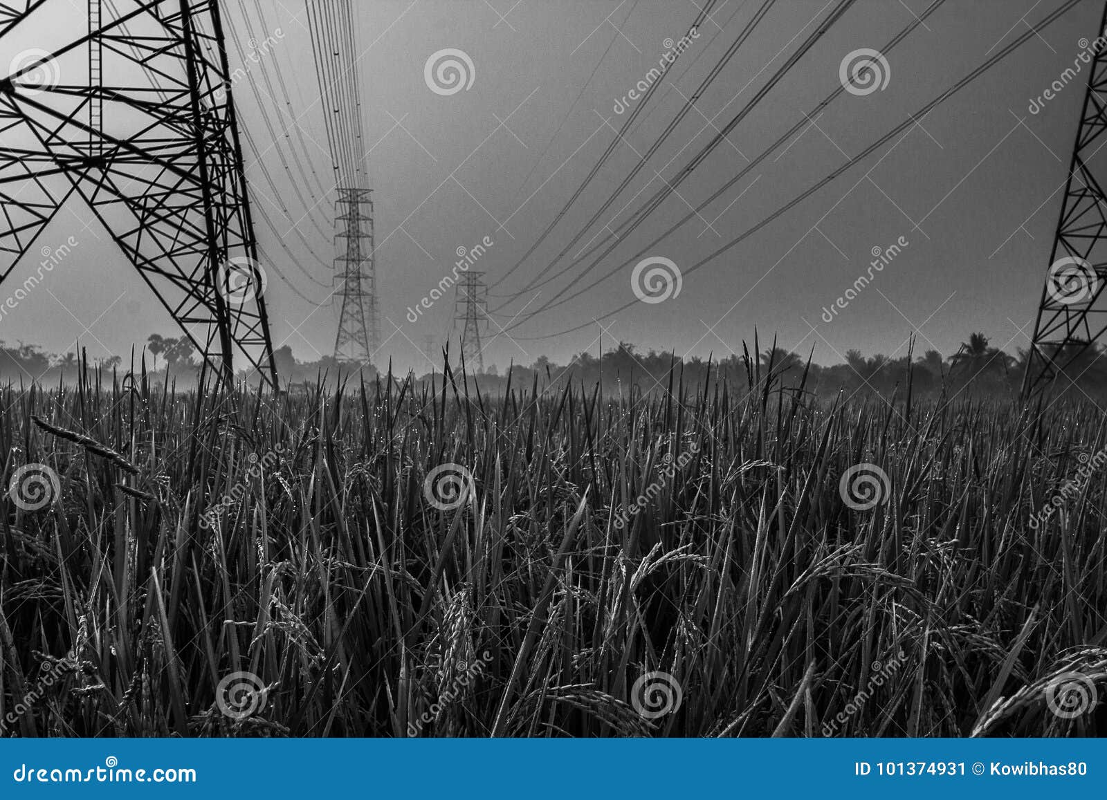 Black and white field stock image. Image of field, white - 101374931