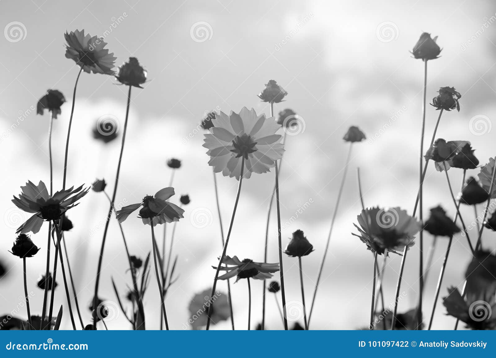 Black and white coreopsis stock photo. Image of tickseed - 101097422