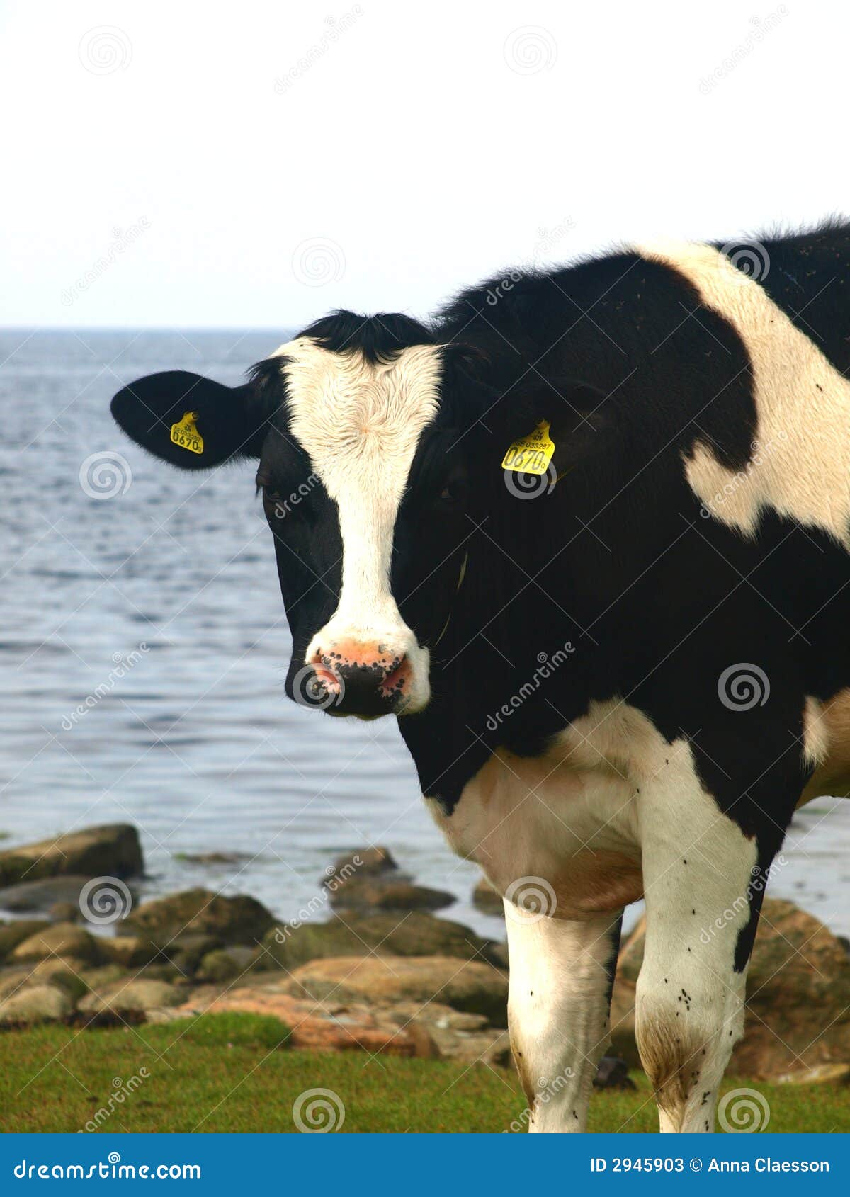 Black and white cow stock image. Image of animals, digesting - 2945903