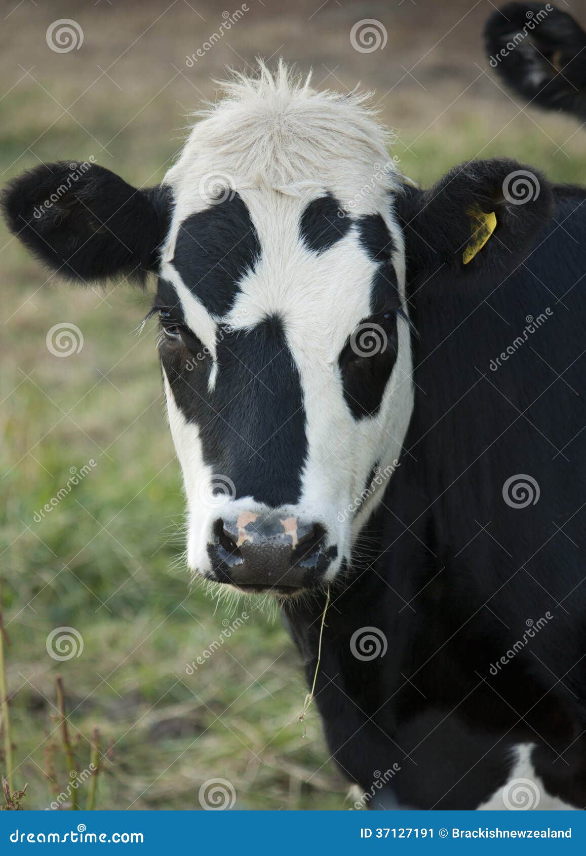 Black and white cow stock image. Image of farming, friesian - 37127191