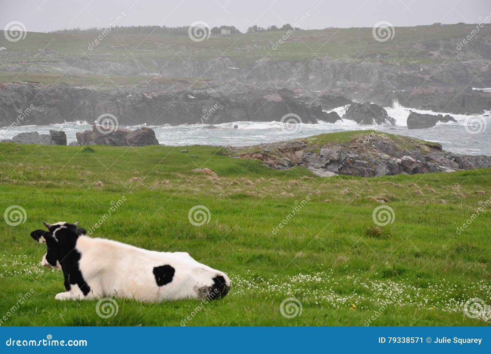 Black and White Cow stock image. Image of waves, white - 79338571