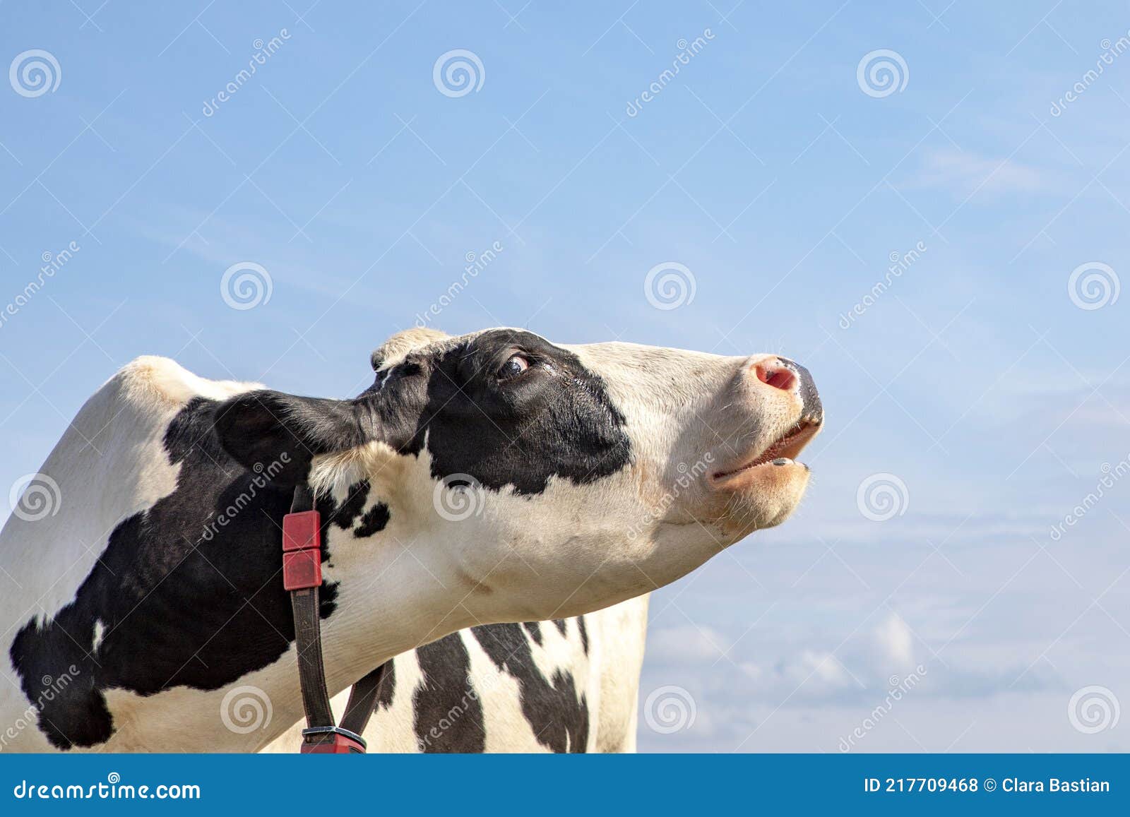 Black and White Cow Does Moo with Her Head Uplifted, Blue Sky Stock ...
