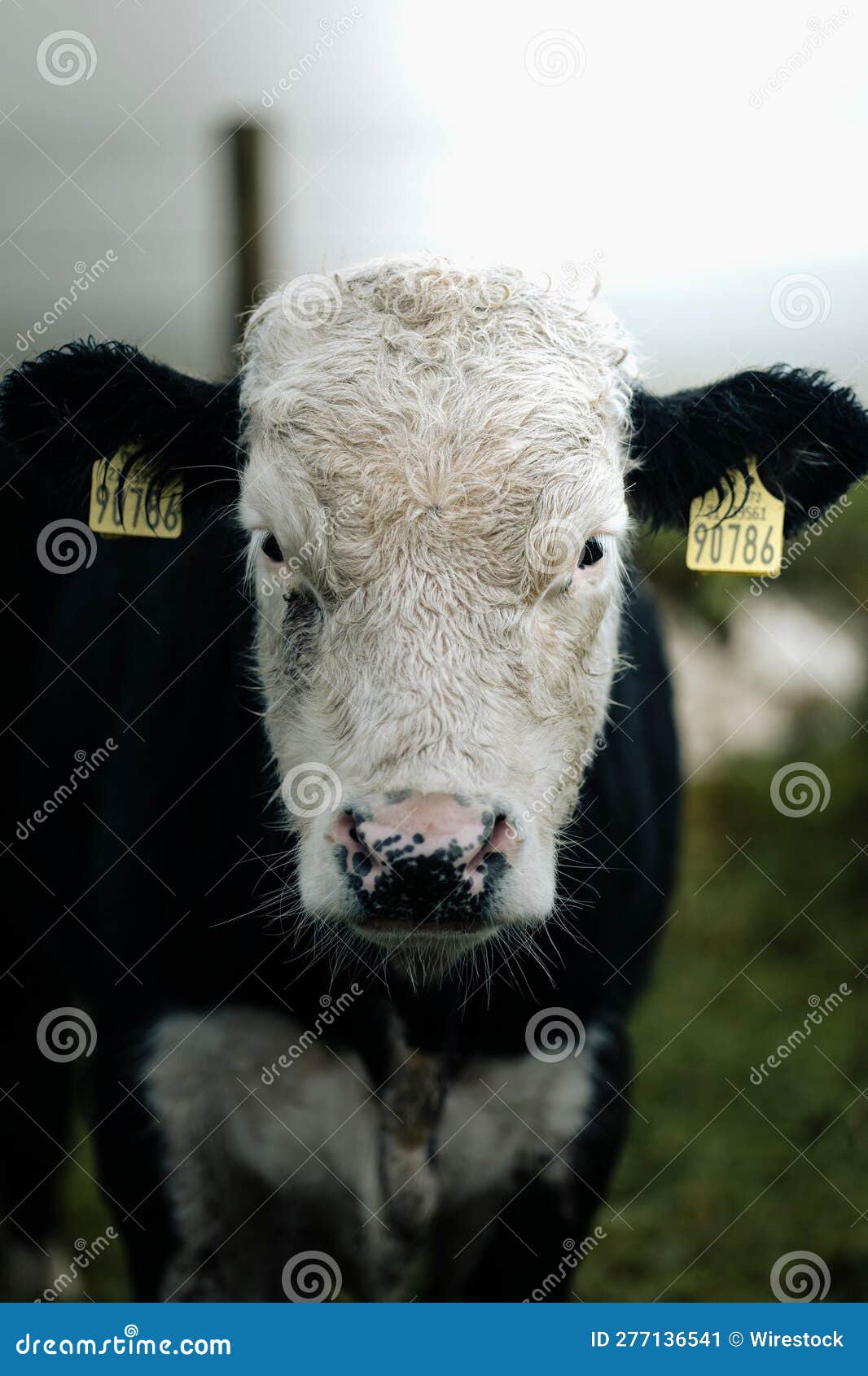 Black and White Cow with Ear Tags Stock Image - Image of outdoors ...