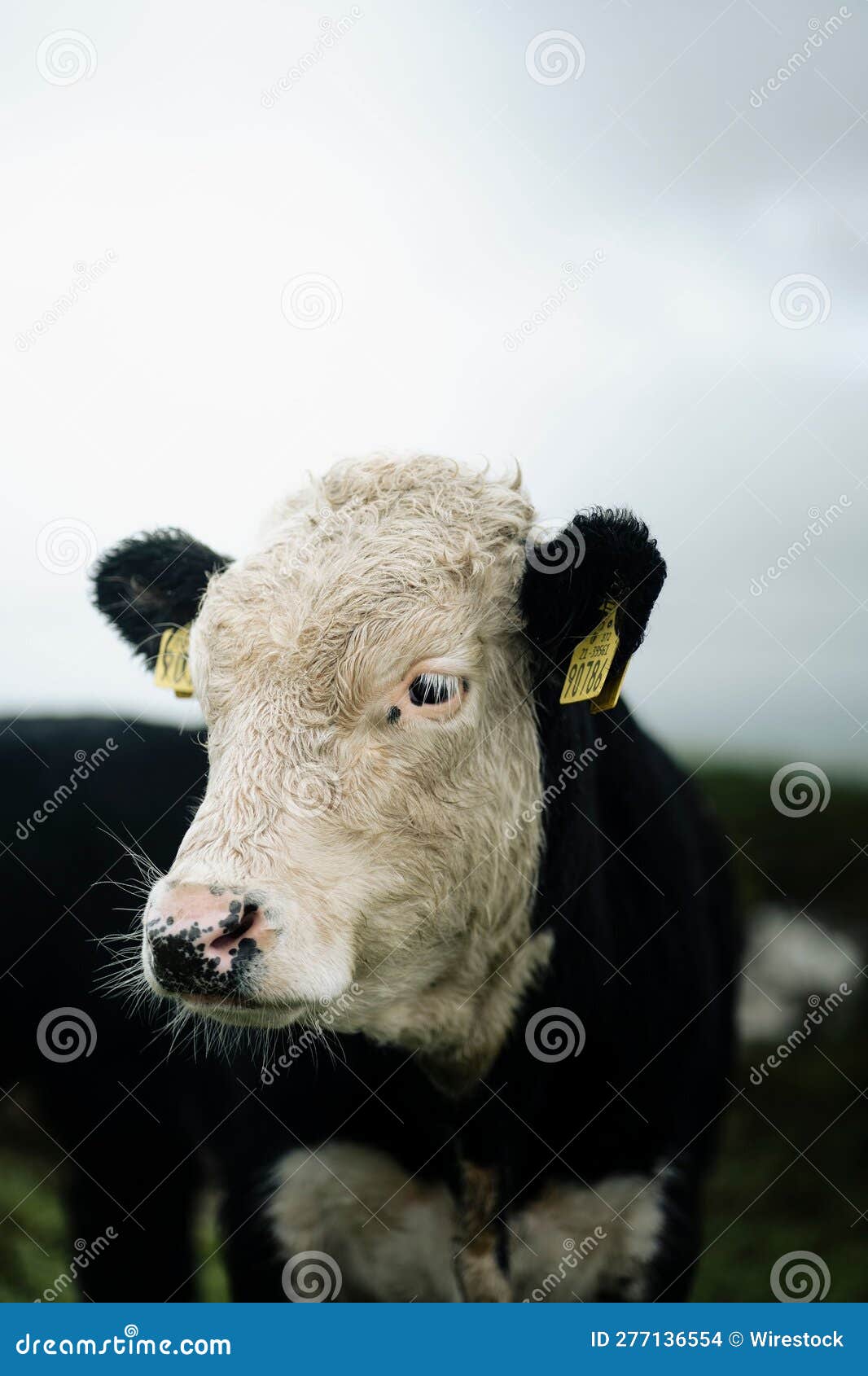 Black and White Cow with Ear Tags Stock Photo - Image of countryside ...