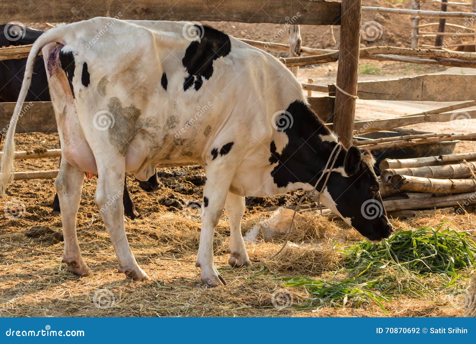 Black and White Cow Eating Grass in Farm Stock Photo - Image of ...