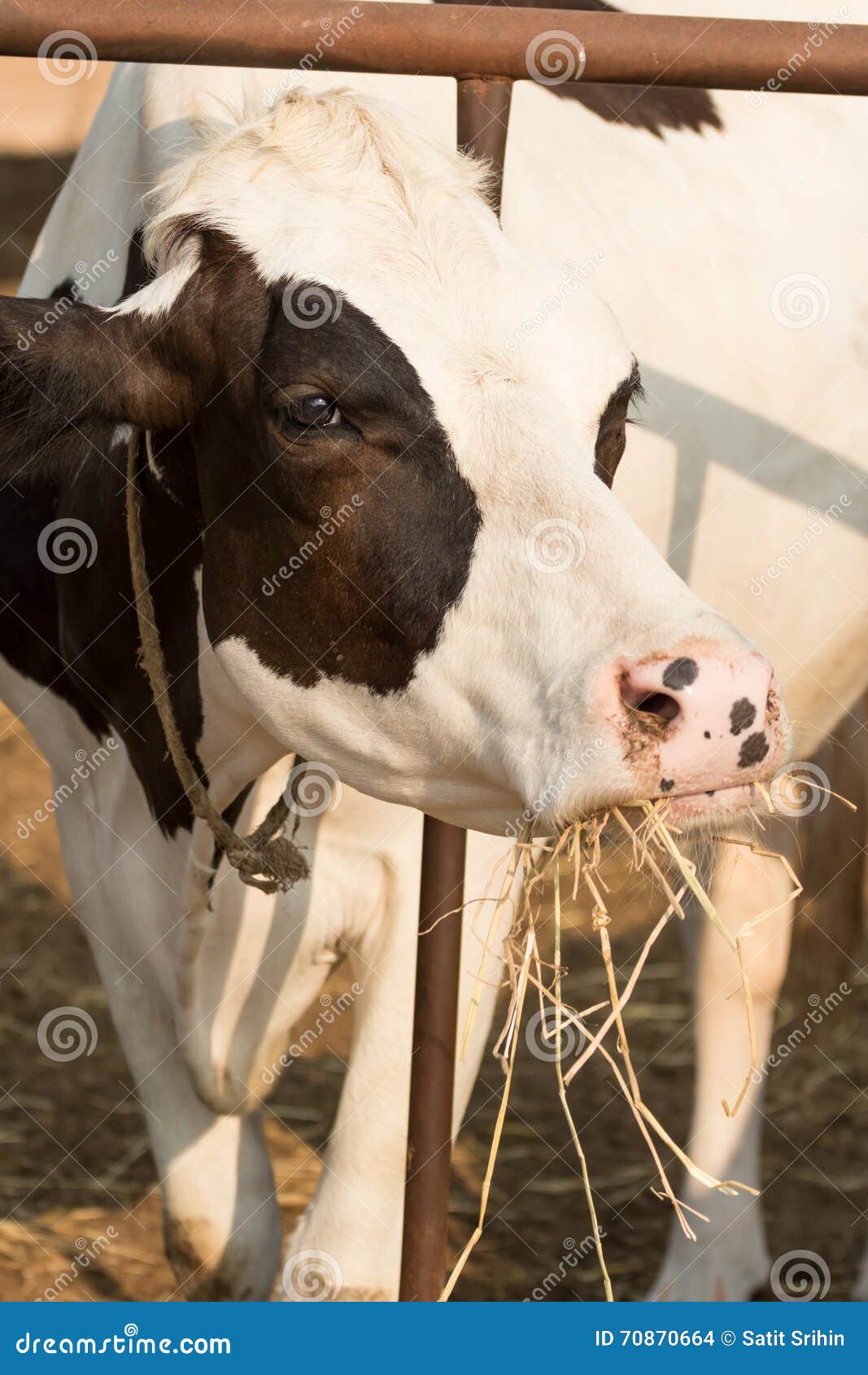 Black and White Cow Eating Straw in Farm Stock Photo - Image of mammal ...