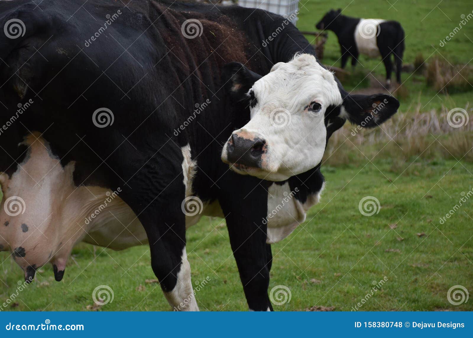 Black and White Cow Looking Back Over His Shoulder Stock Photo - Image ...