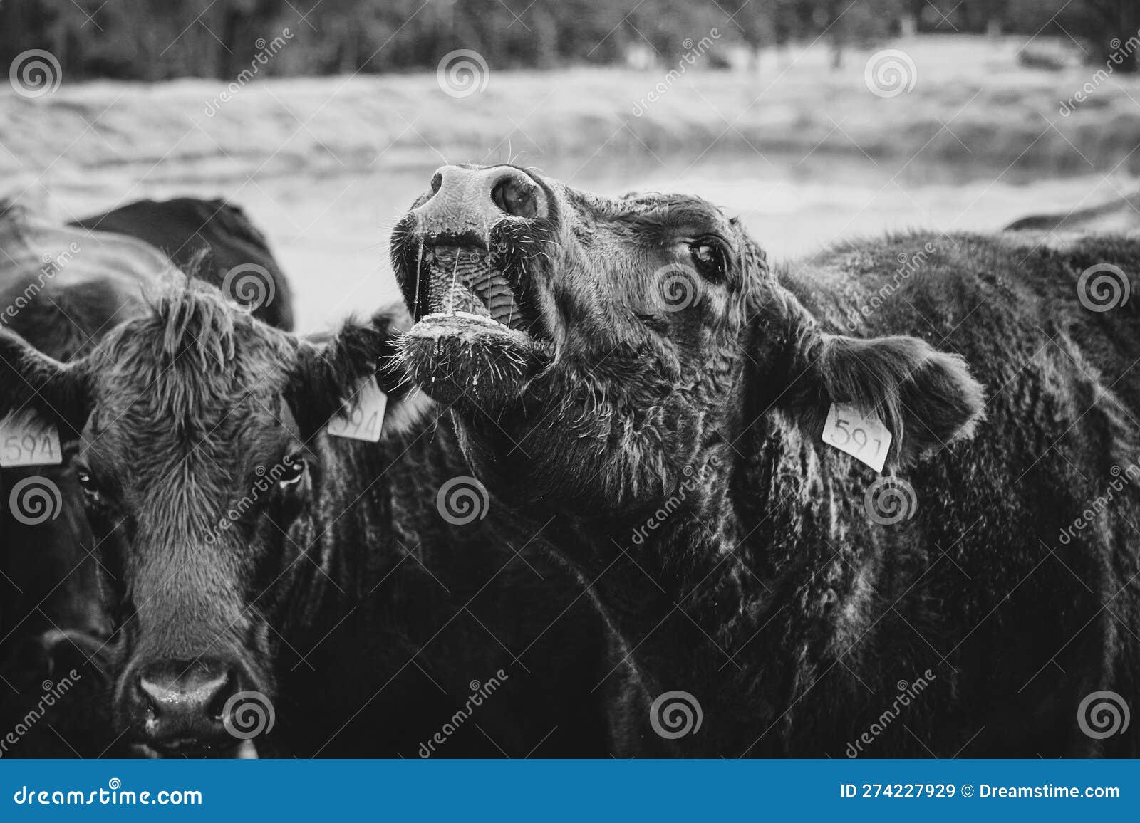 Black and white cow mooing stock image. Image of drawing - 274227929