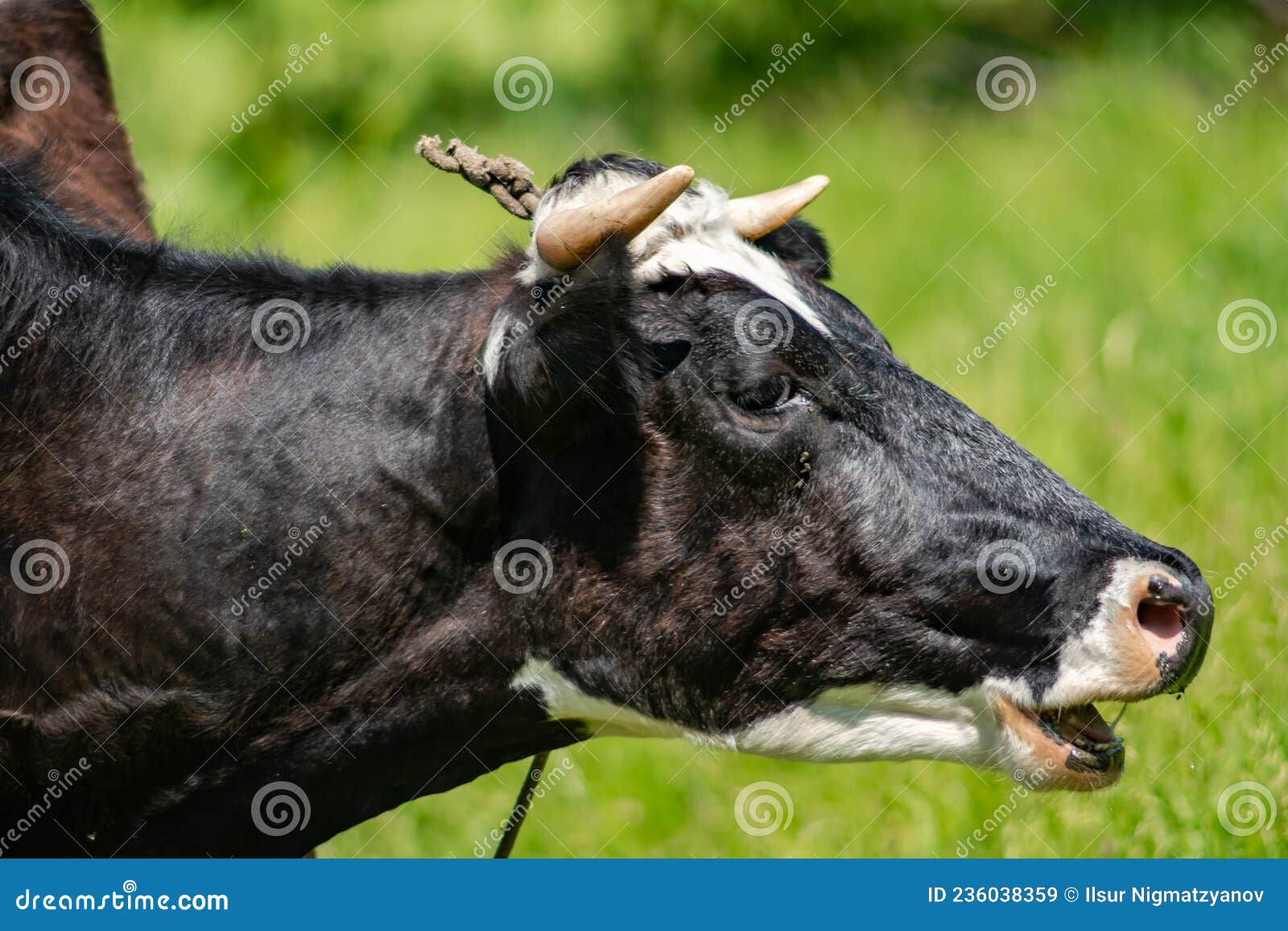 Black and White Cow Mooing in a Field with Grass Close-up Stock Image ...
