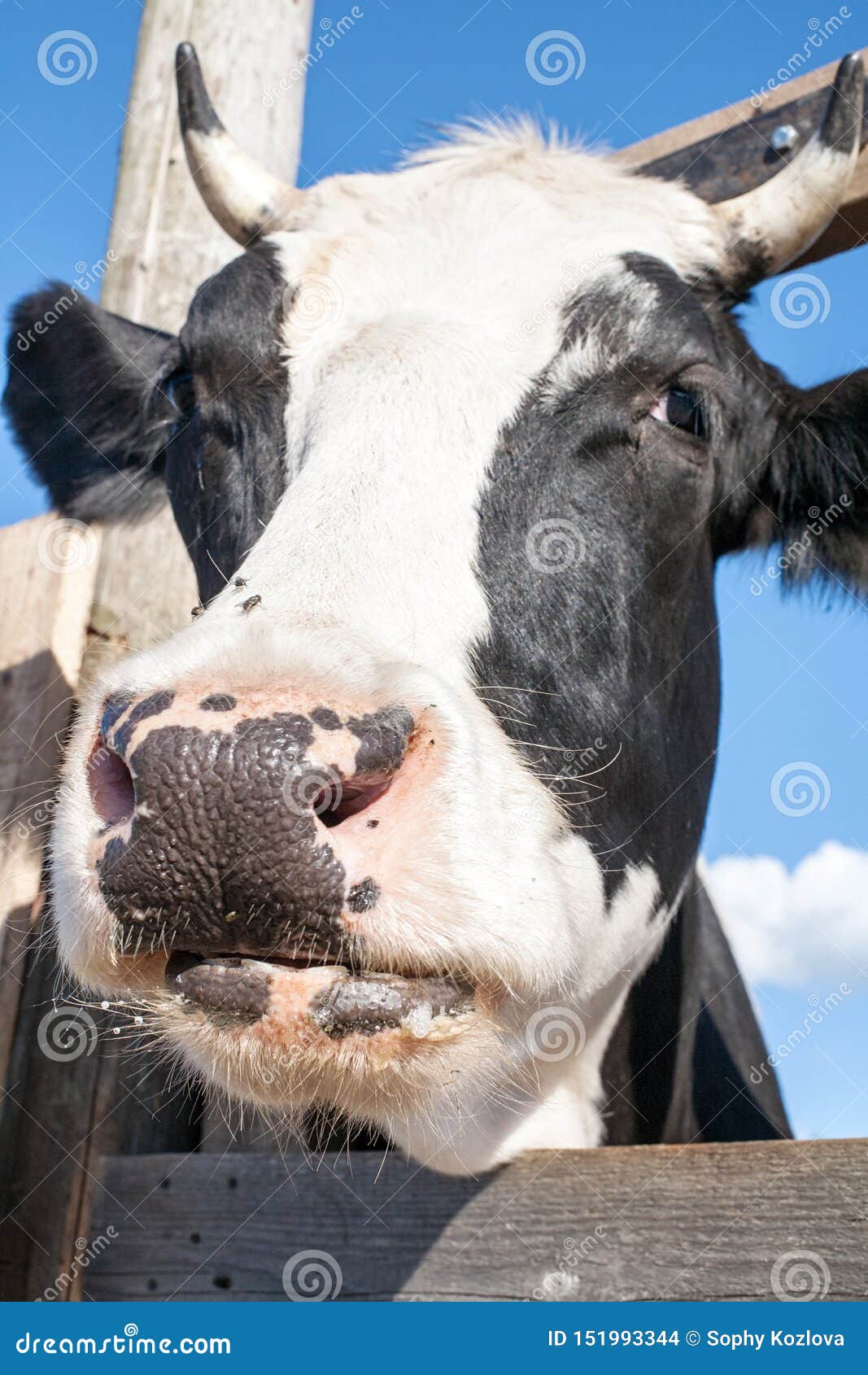 Black and White Cow Muzzle Closeup Front View with Focus on the Eyes ...