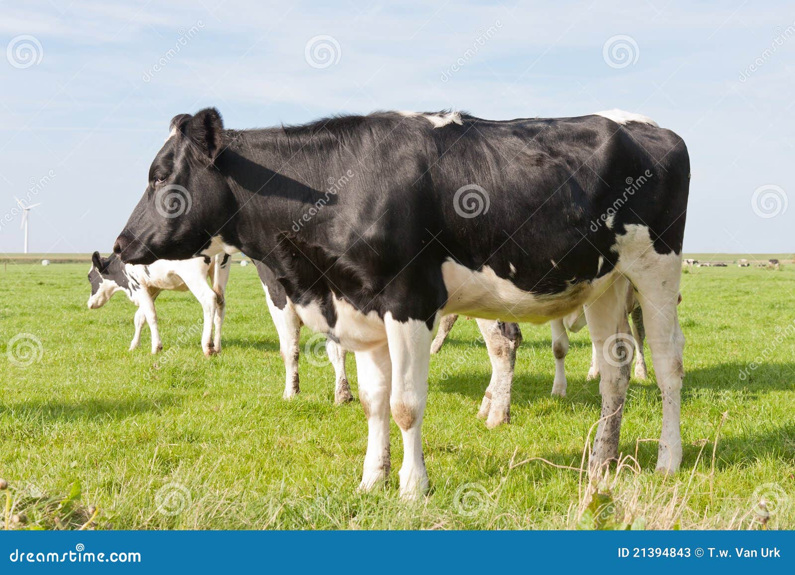 Black and White Cow in a Pasture in Holland Stock Image - Image of ...