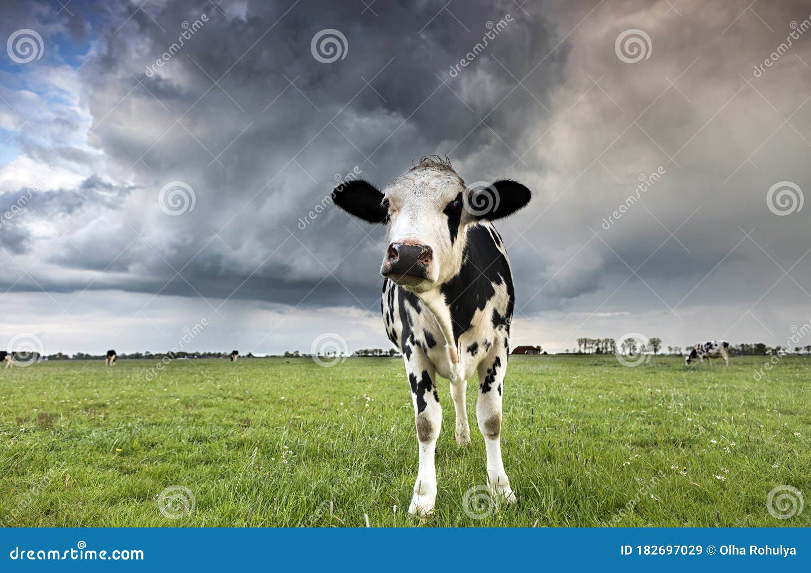 Black and White Cow on Pasture during Storm Stock Image - Image of ...