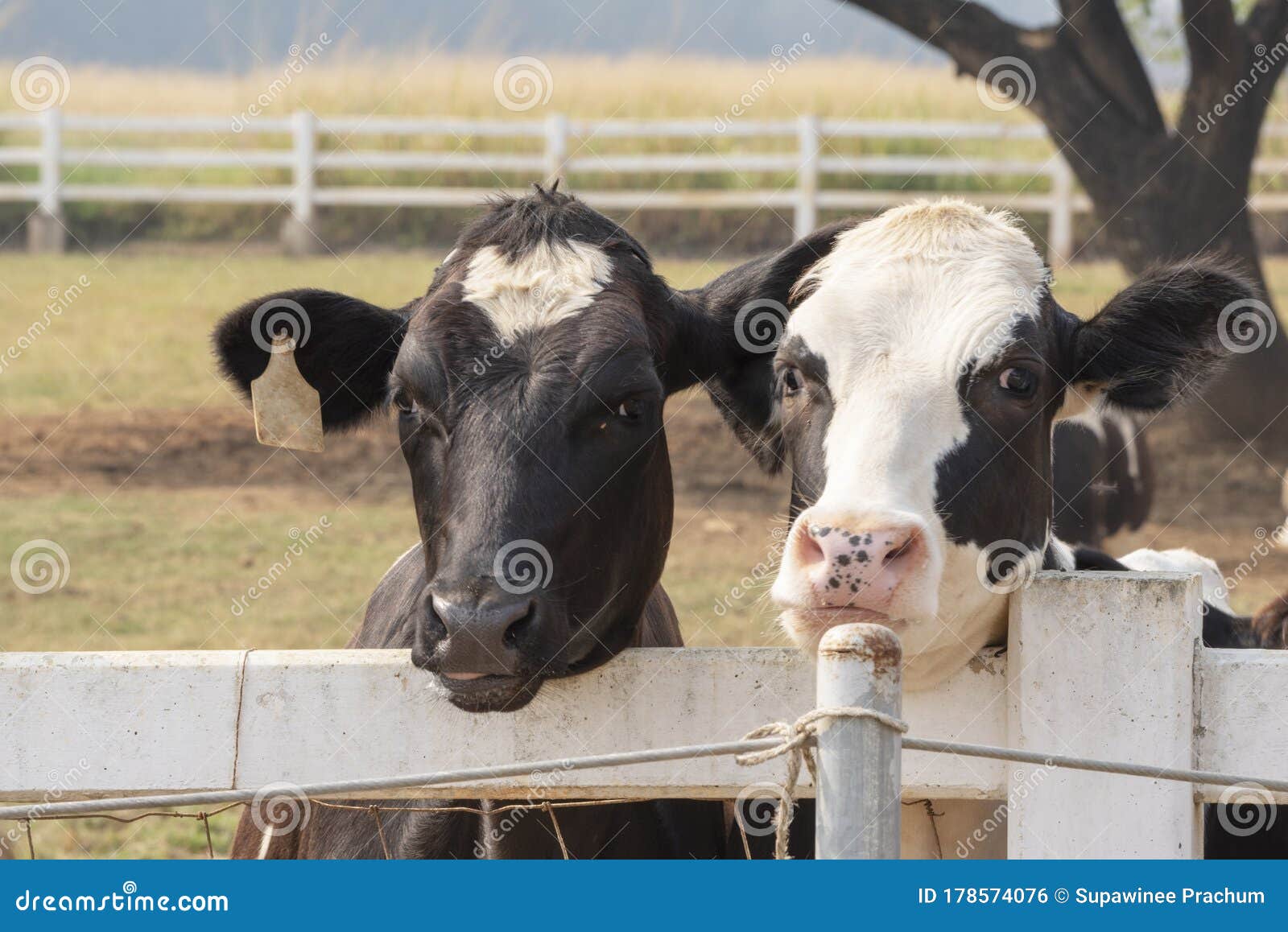 Black and White Cow Picture in Farm, Cow Head Stock Photo - Image of ...