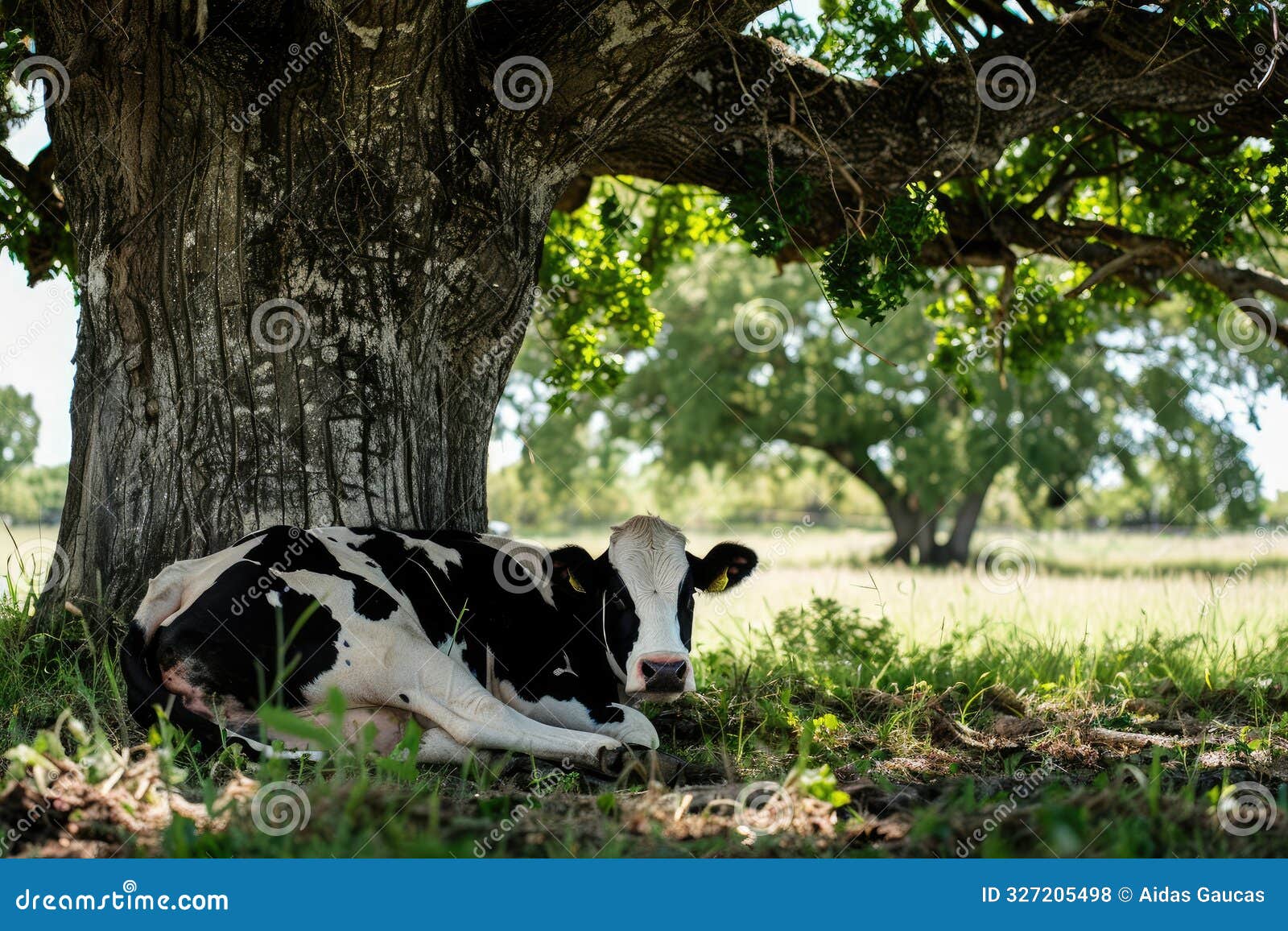 Black and White Cow Resting Under a Tree Stock Illustration ...