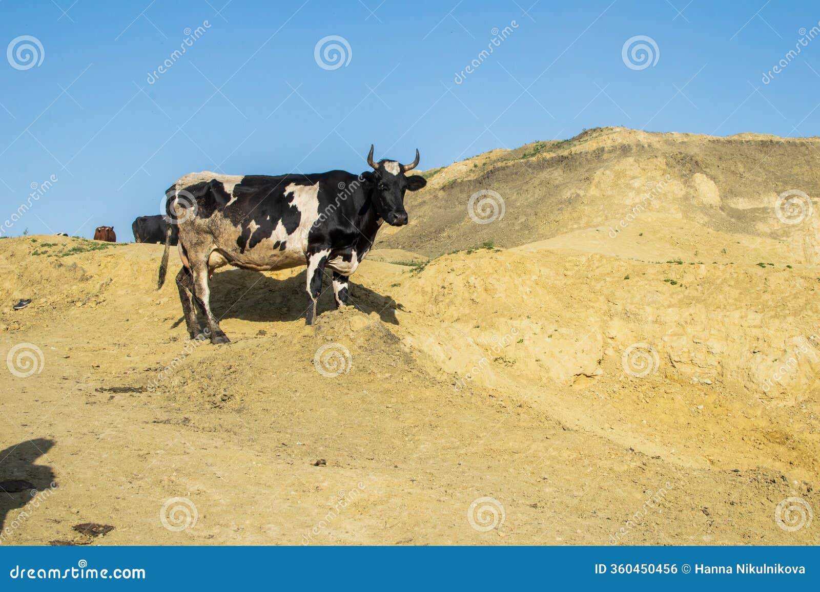 Black and White Cow Standing on Sand Hill. Cow Looking at Camera ...