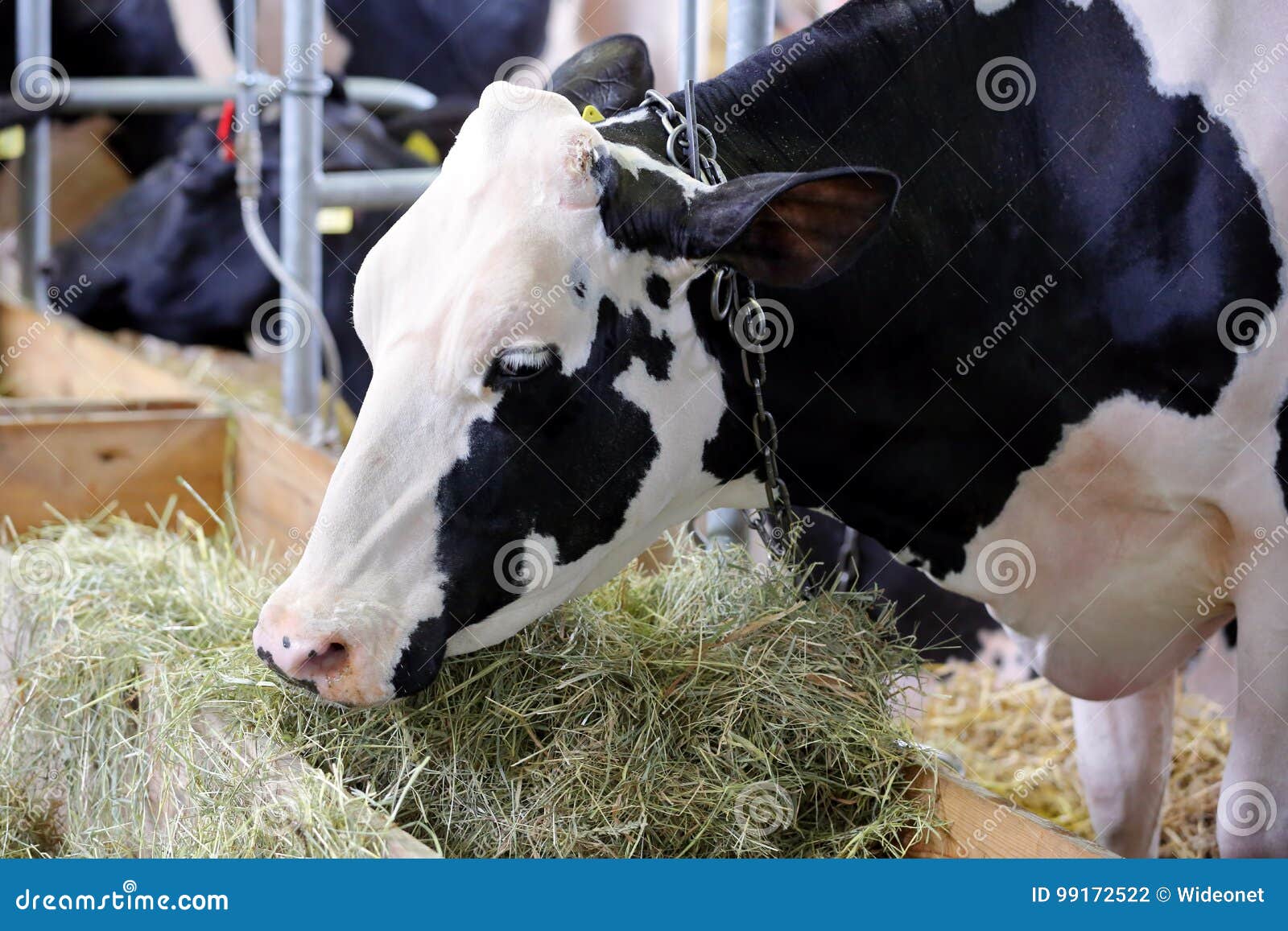 Black and White Cows Eating Hay in the Stable on Farm Stock Photo ...