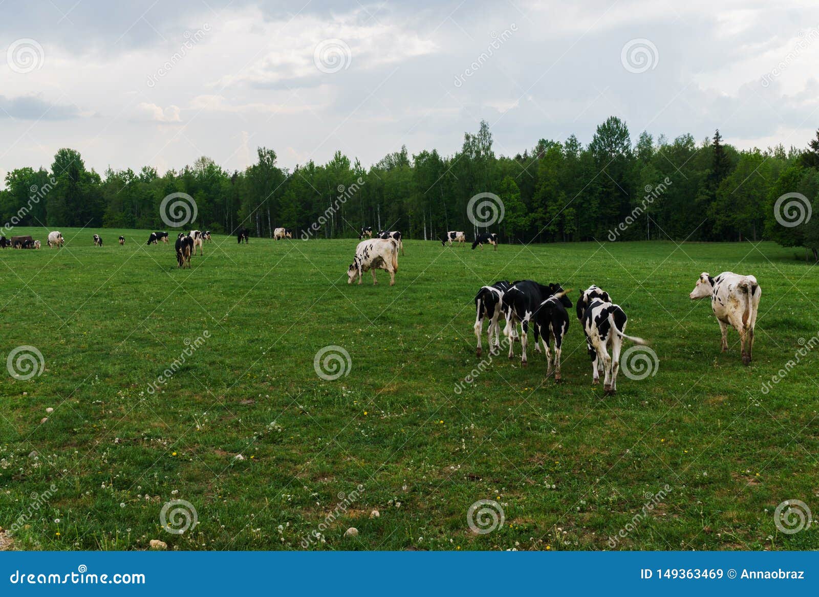 Black and White Cows Graze and Eat Grass on the Field Stock Image ...