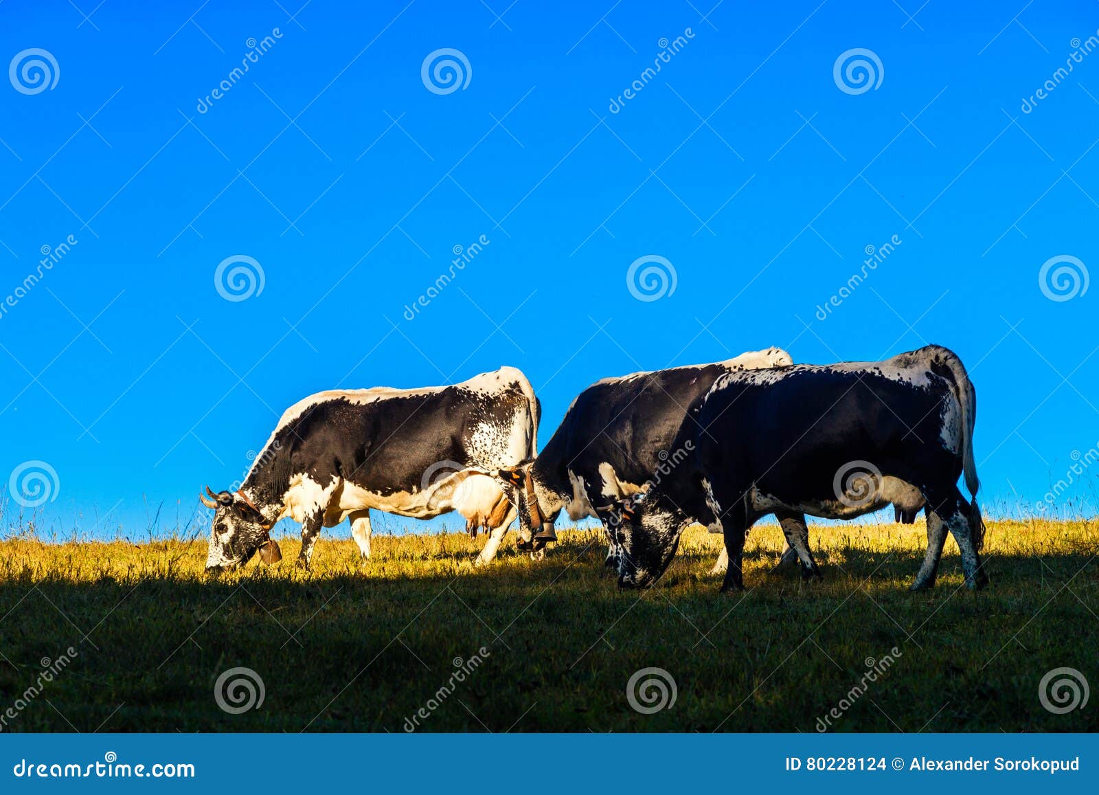 Black and White Cows on Pasturage, Sunset View Stock Photo - Image of ...