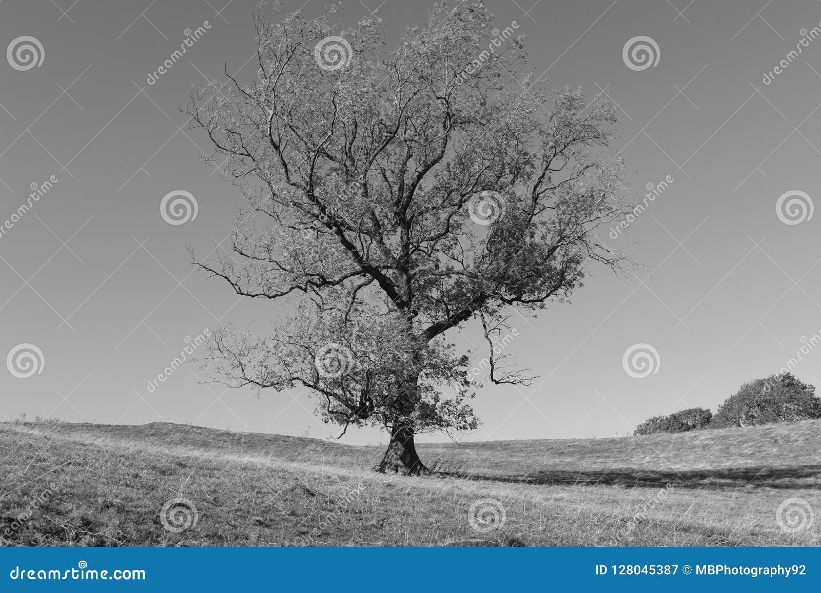 Black & White Creepy Tree Stock Image - Image of village, close: 128045387