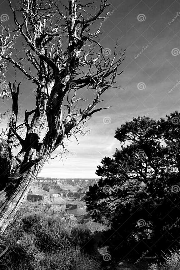 Black and White Crippled Tree Stock Image - Image of monochrom, grand ...